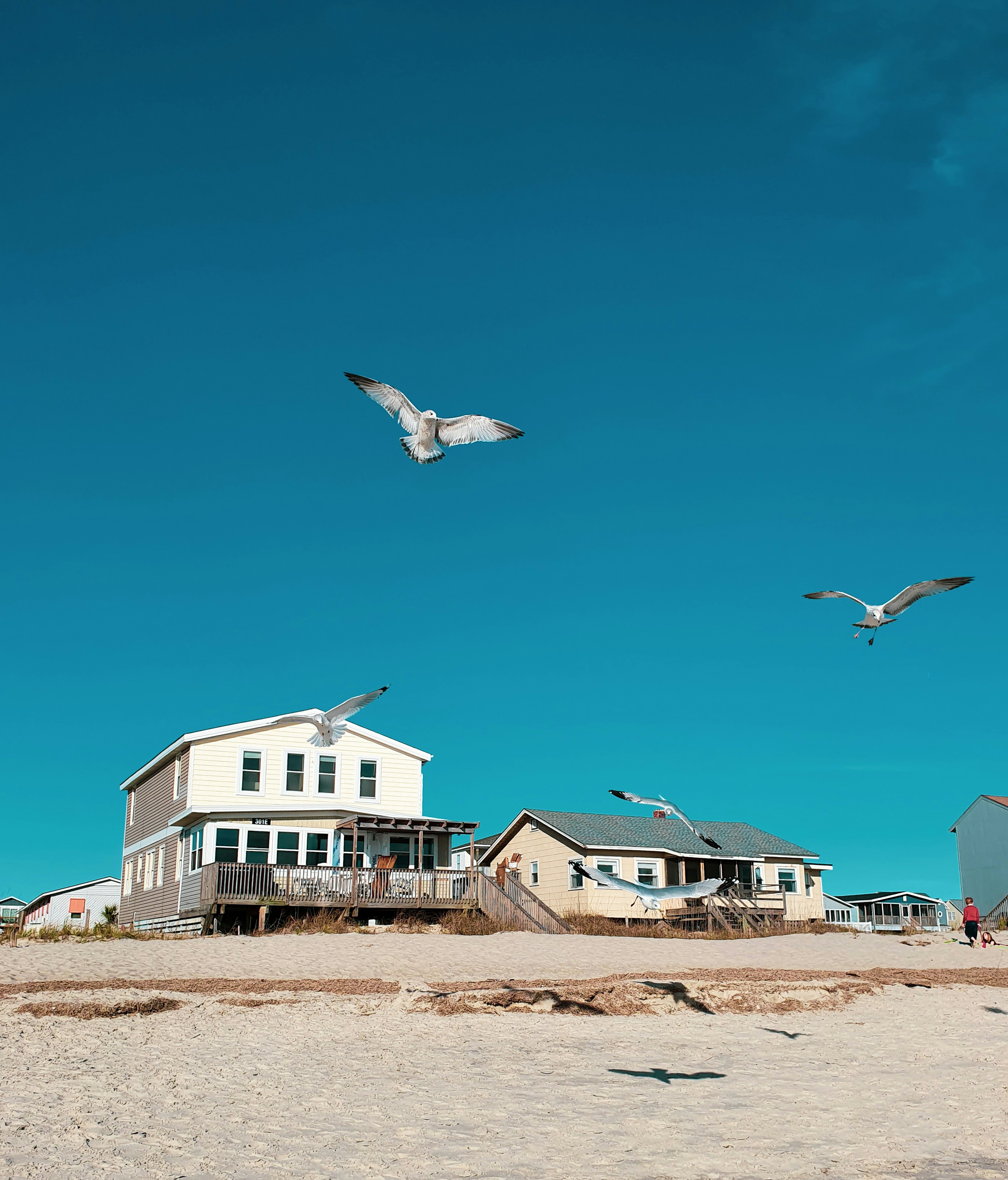 Seabreeze Ballet: Seagulls Over a Shoreline Village
