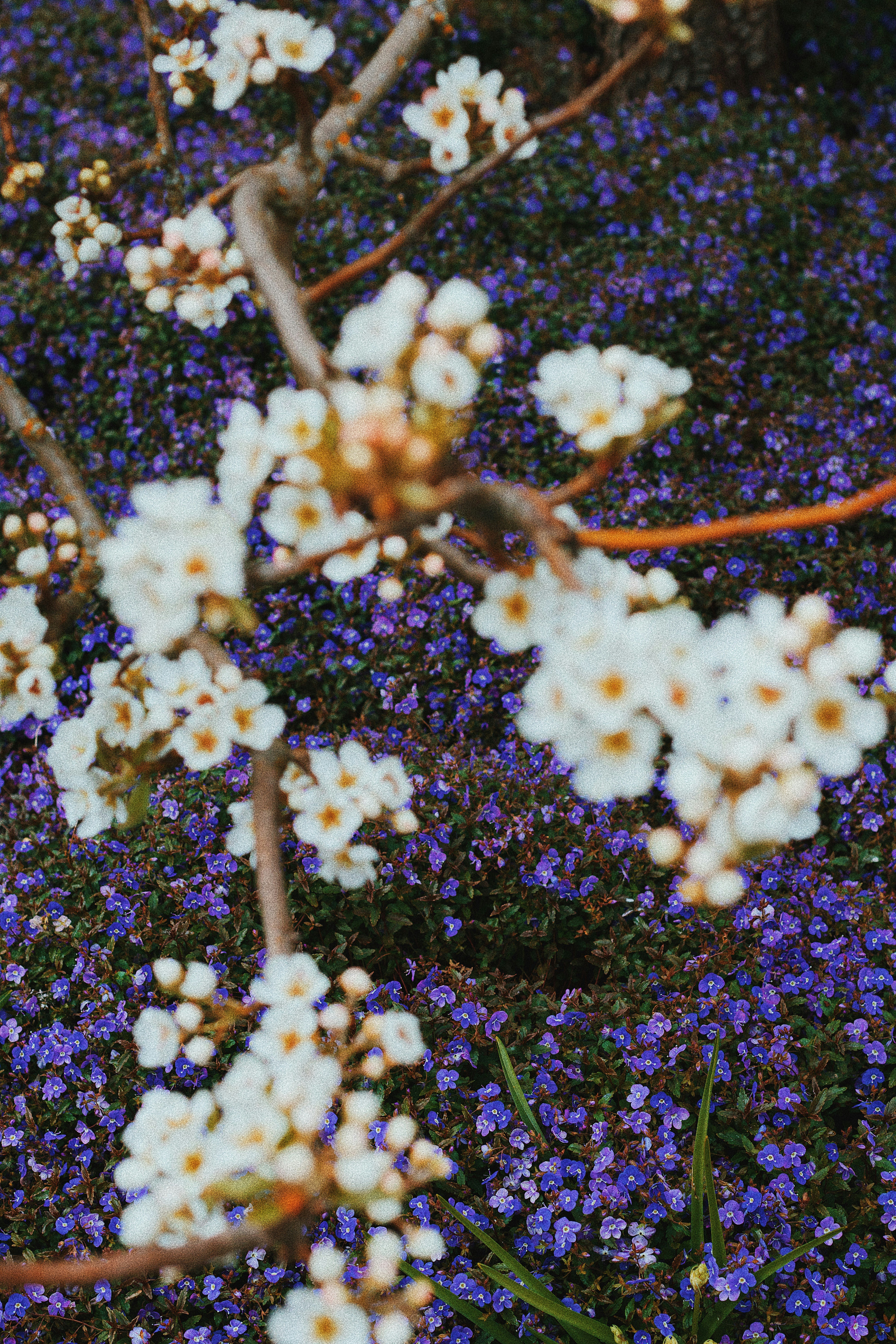 Snow-White Blooms Skimming a Violet Sea
