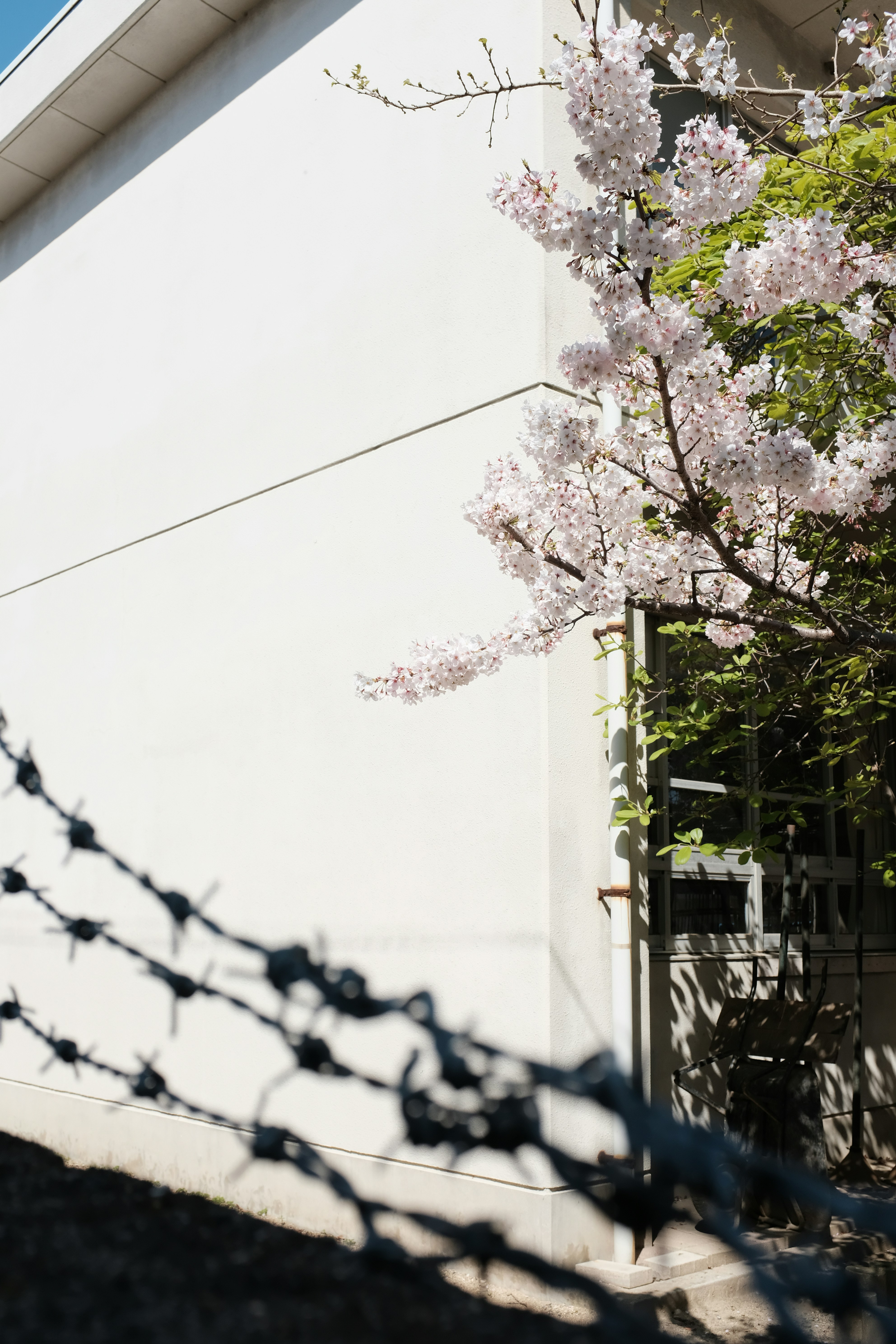 Blossoms against a stark wall: spring reaching for the doorway