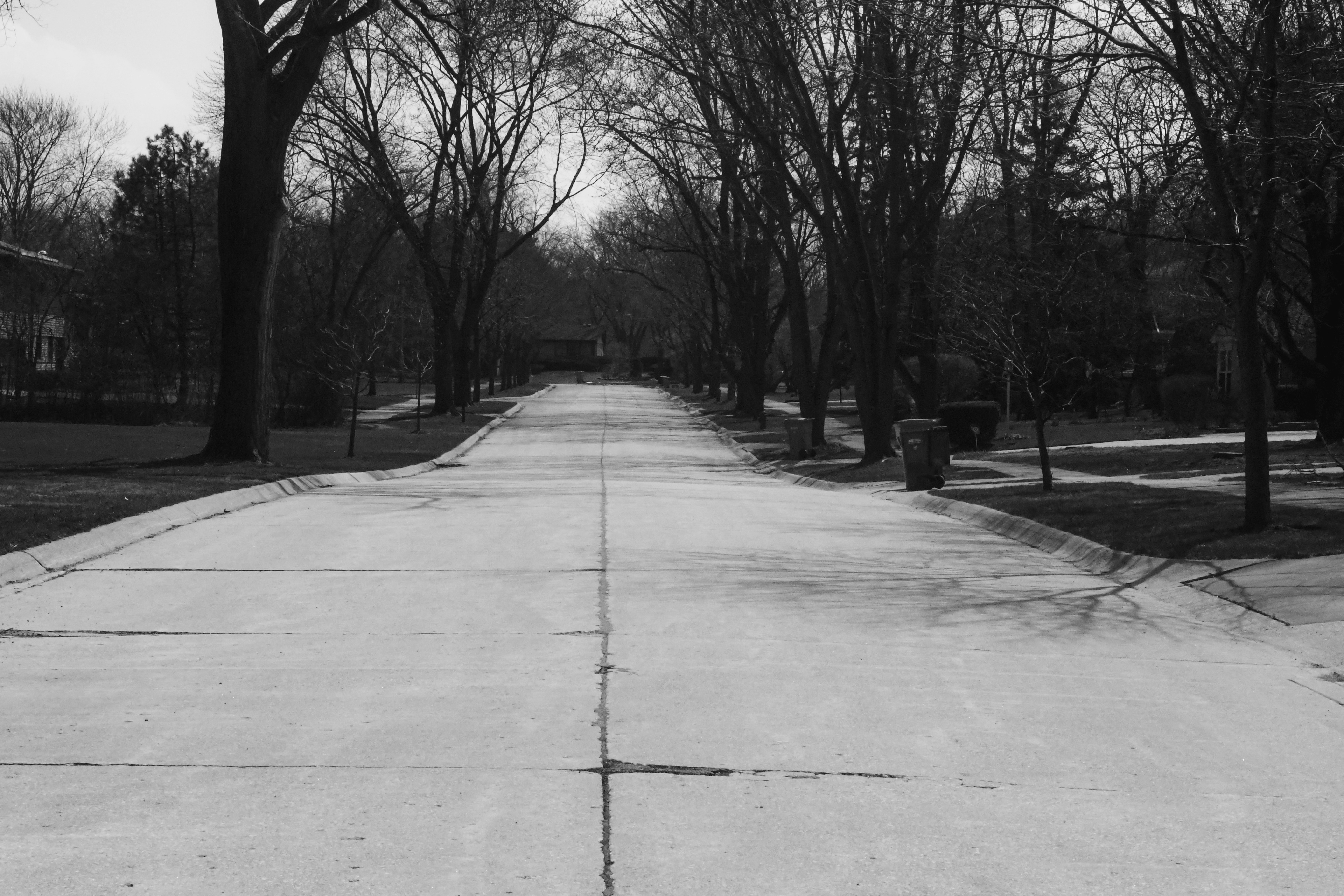 Grayscale photo of empty road between bare trees photo – Free Grey ...