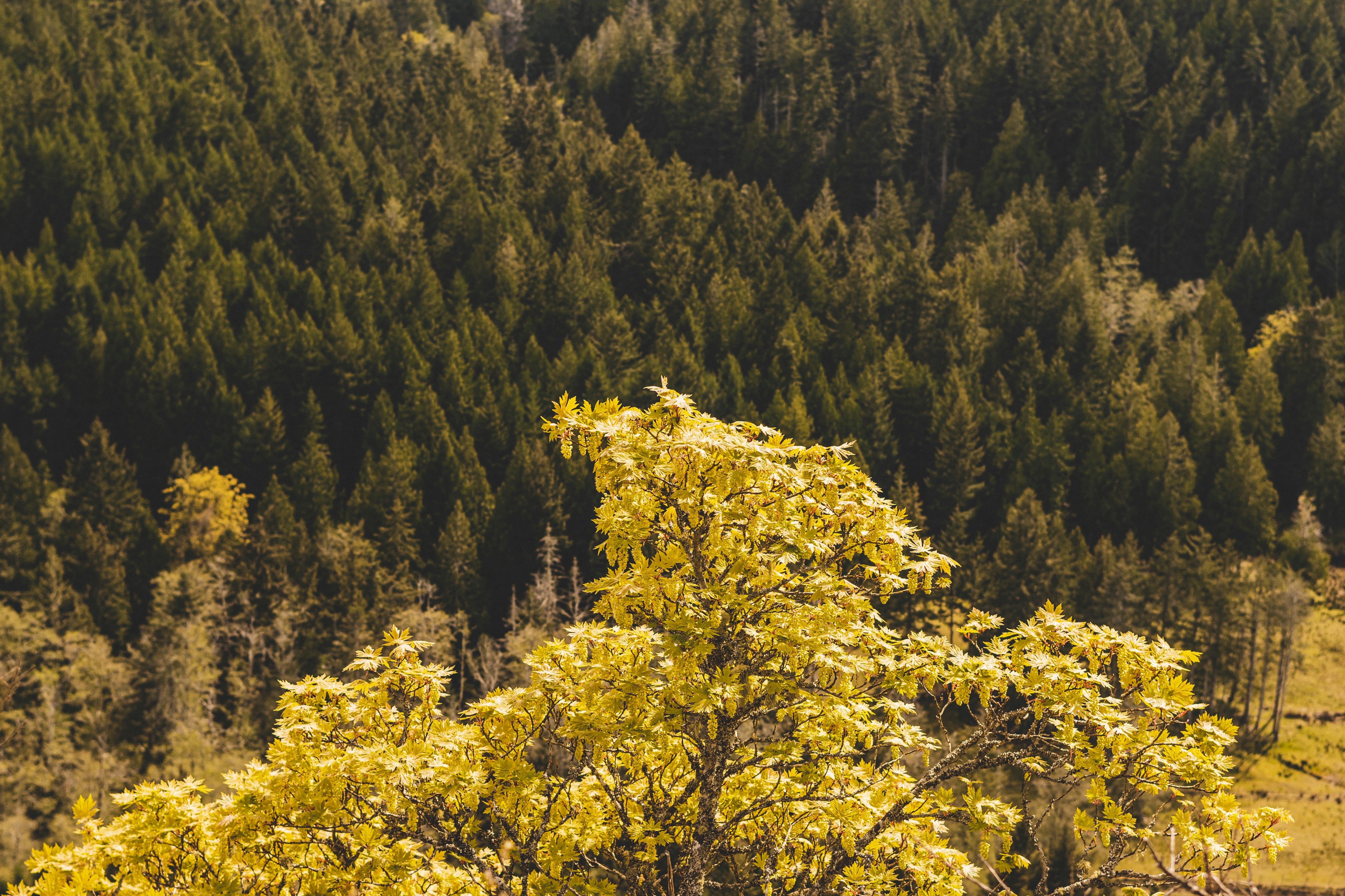 Yellow leaf trees during daytime photo – Free Wallpaper Image on Unsplash