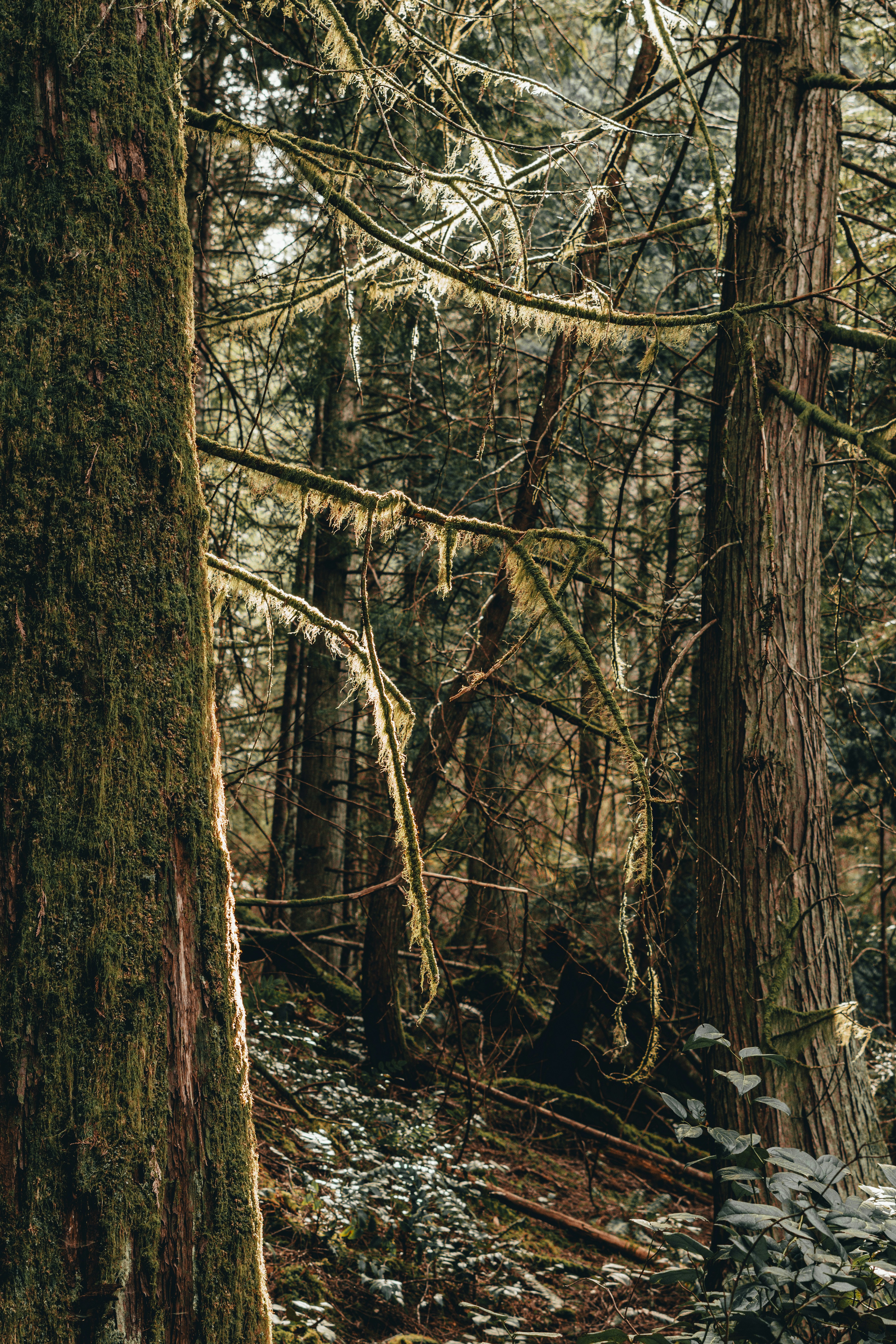 Moss-covered trees intertwine in a dense forest, illuminated by soft, diffused light. The scene captures the tranquil essence of nature's embrace.