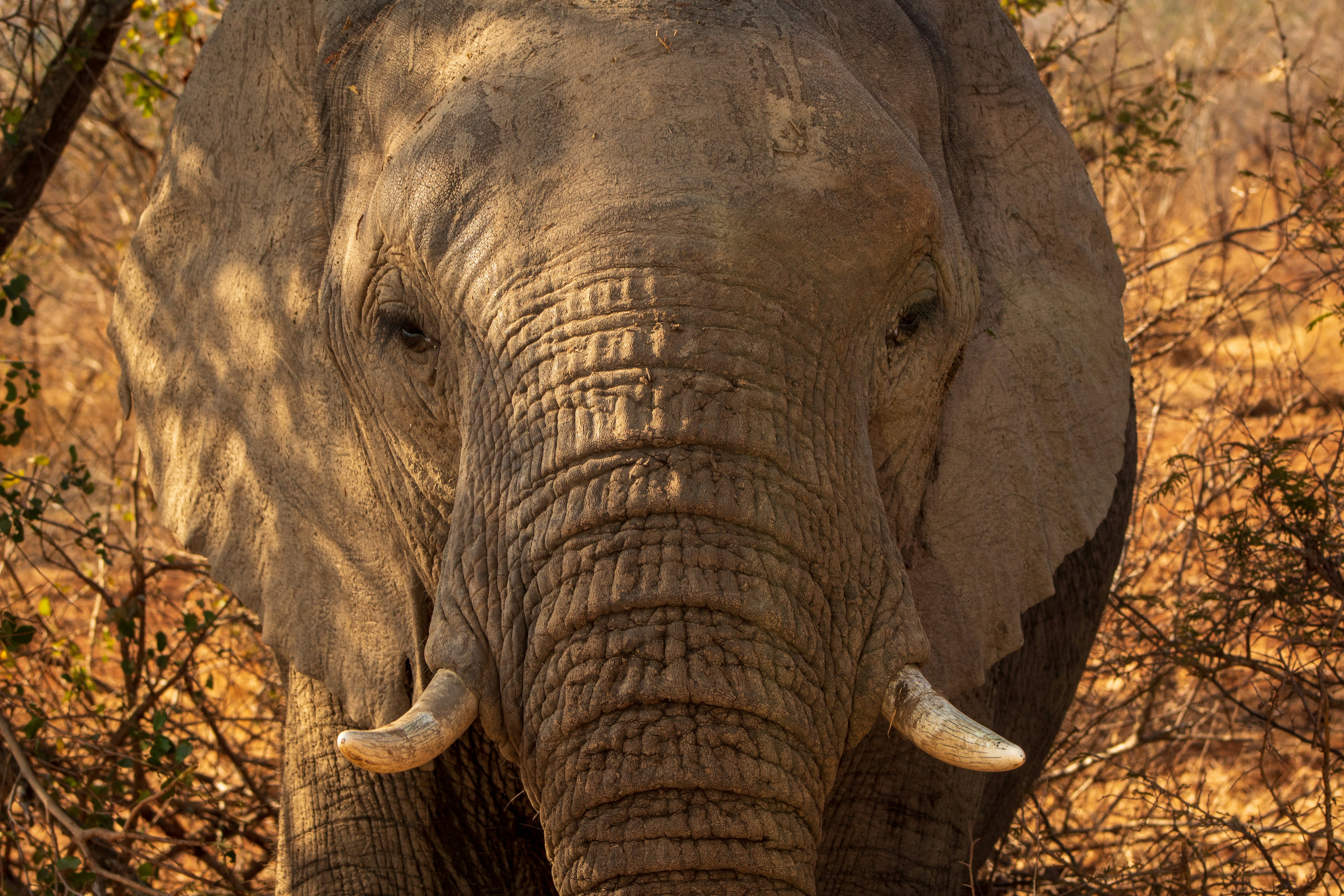 Grey elephant in close up photography photo – Free Kruger national park ...