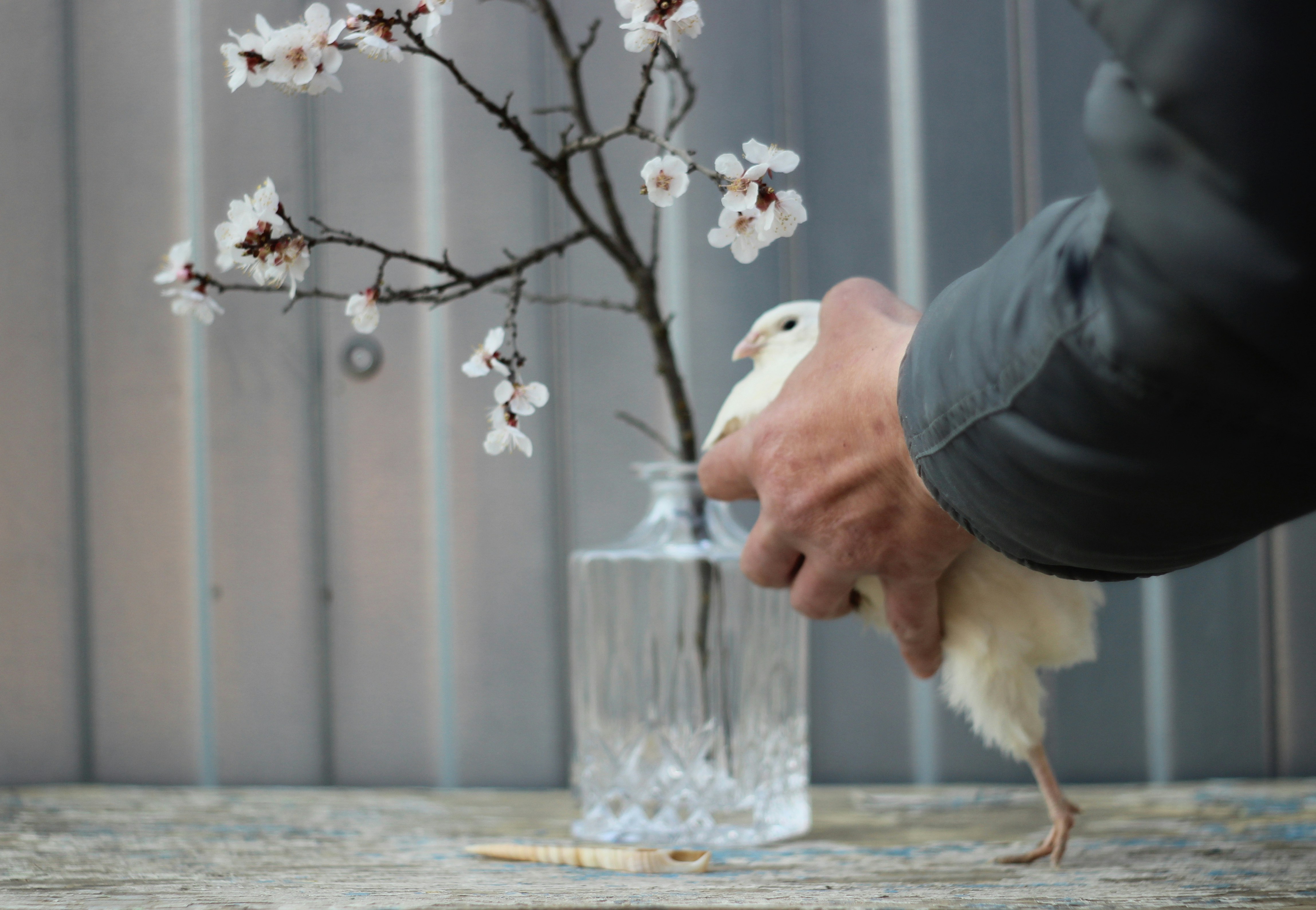 A Quiet Exchange: White Finch, Blossoms, and a Glass Vessel on Weathered Wood