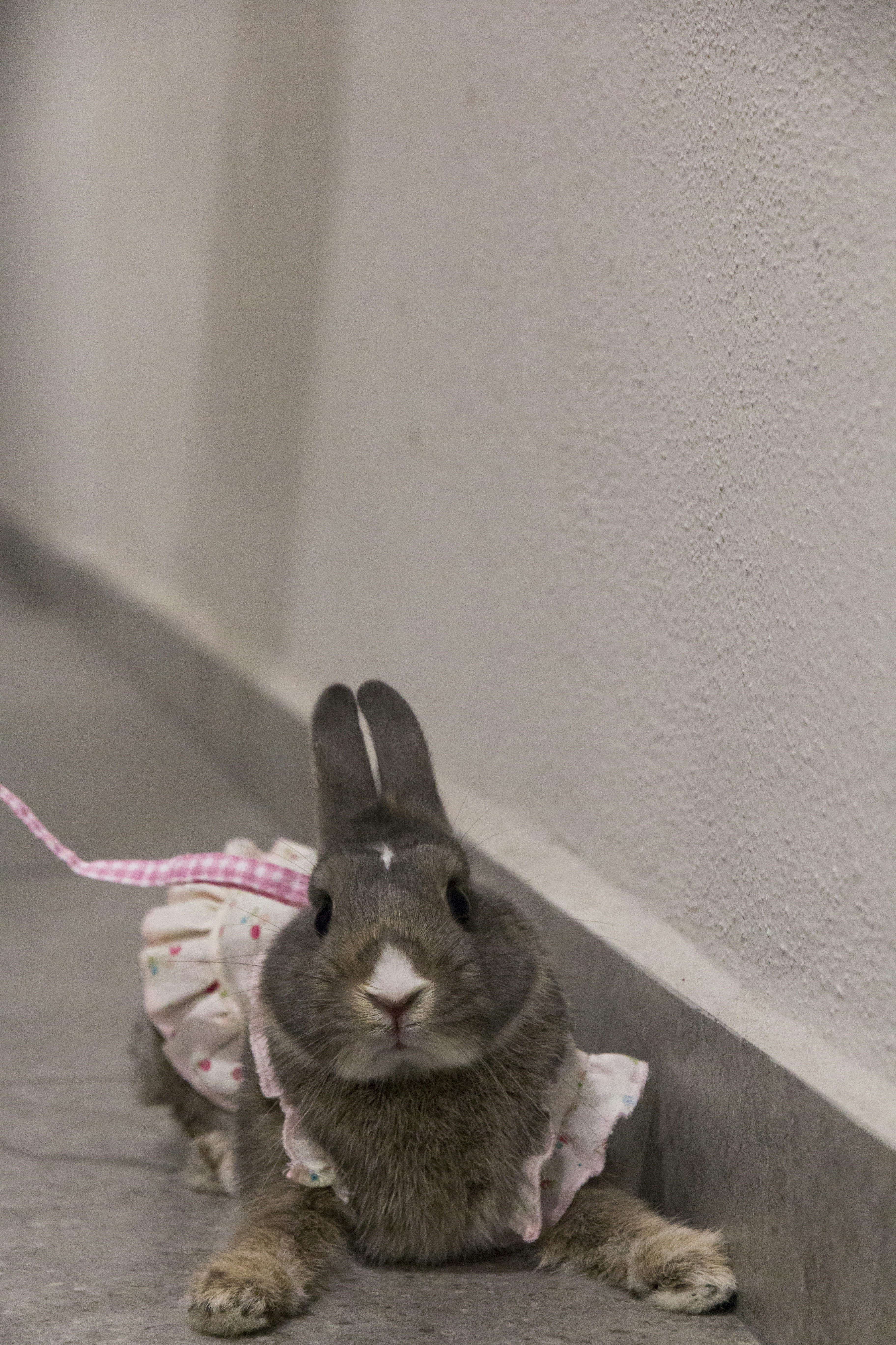 Hallway Pause: Gray Bunny in a Pink Dress on Tiled Floor