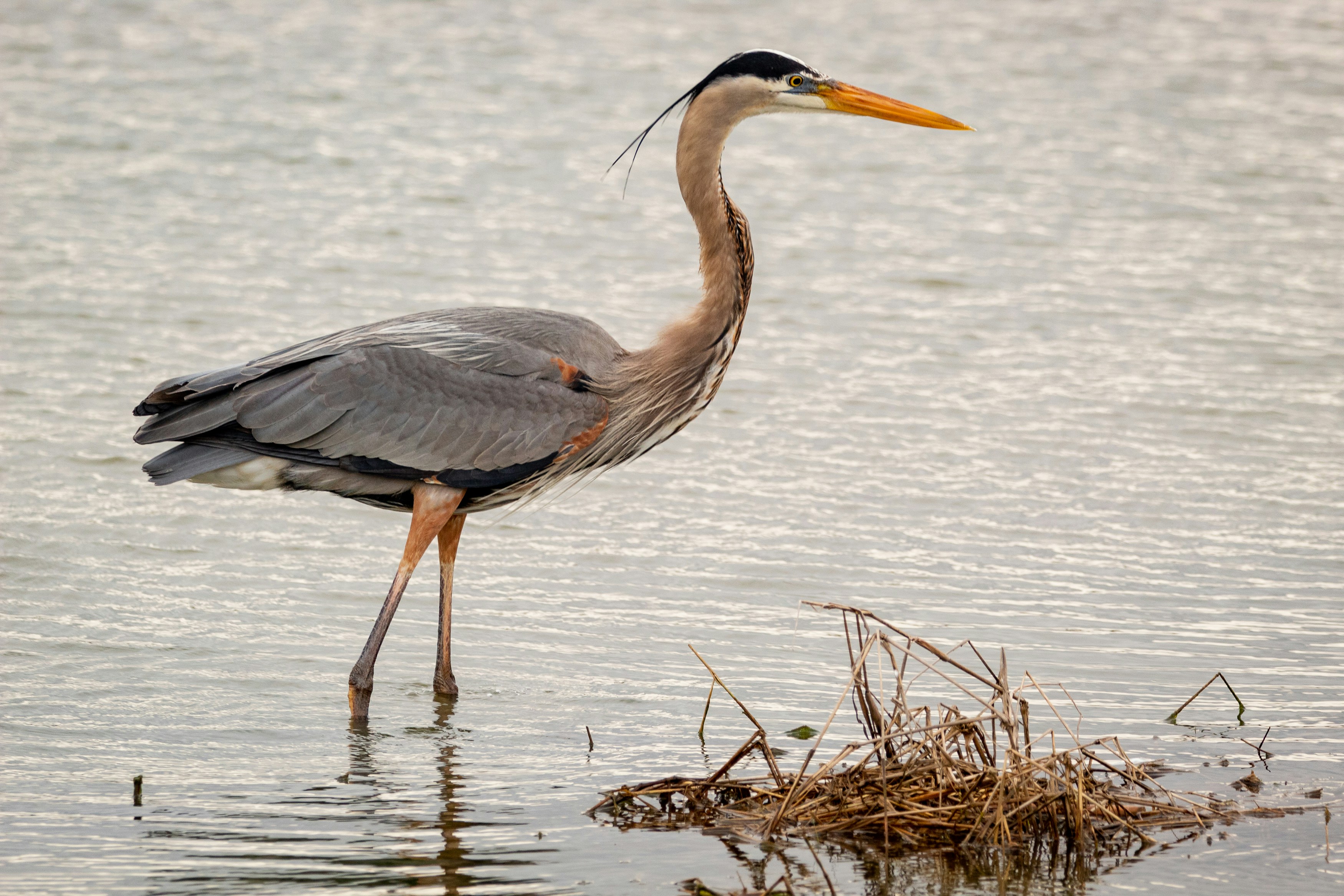 Blue Heron Pictures | Download Free Images on Unsplash