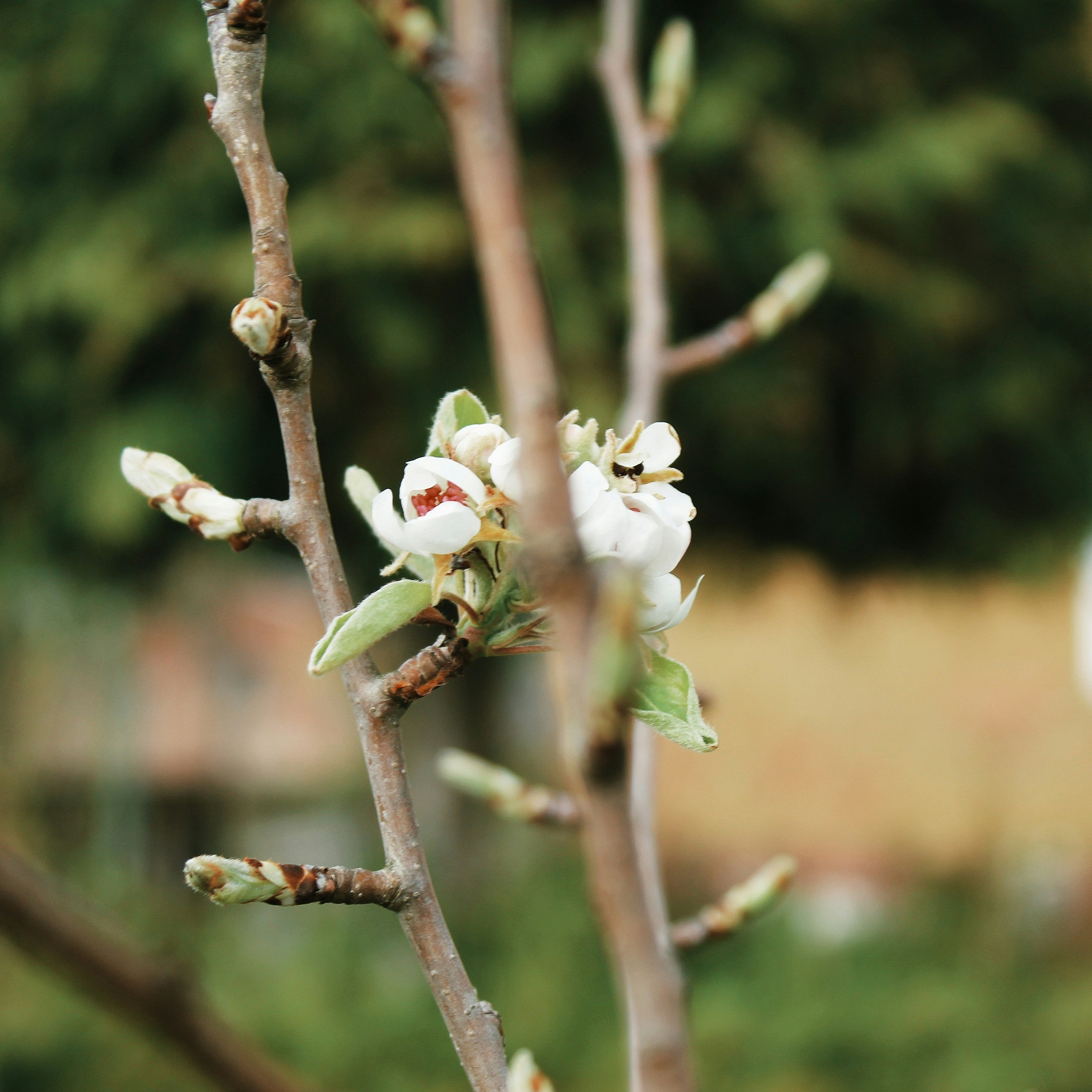 spring time