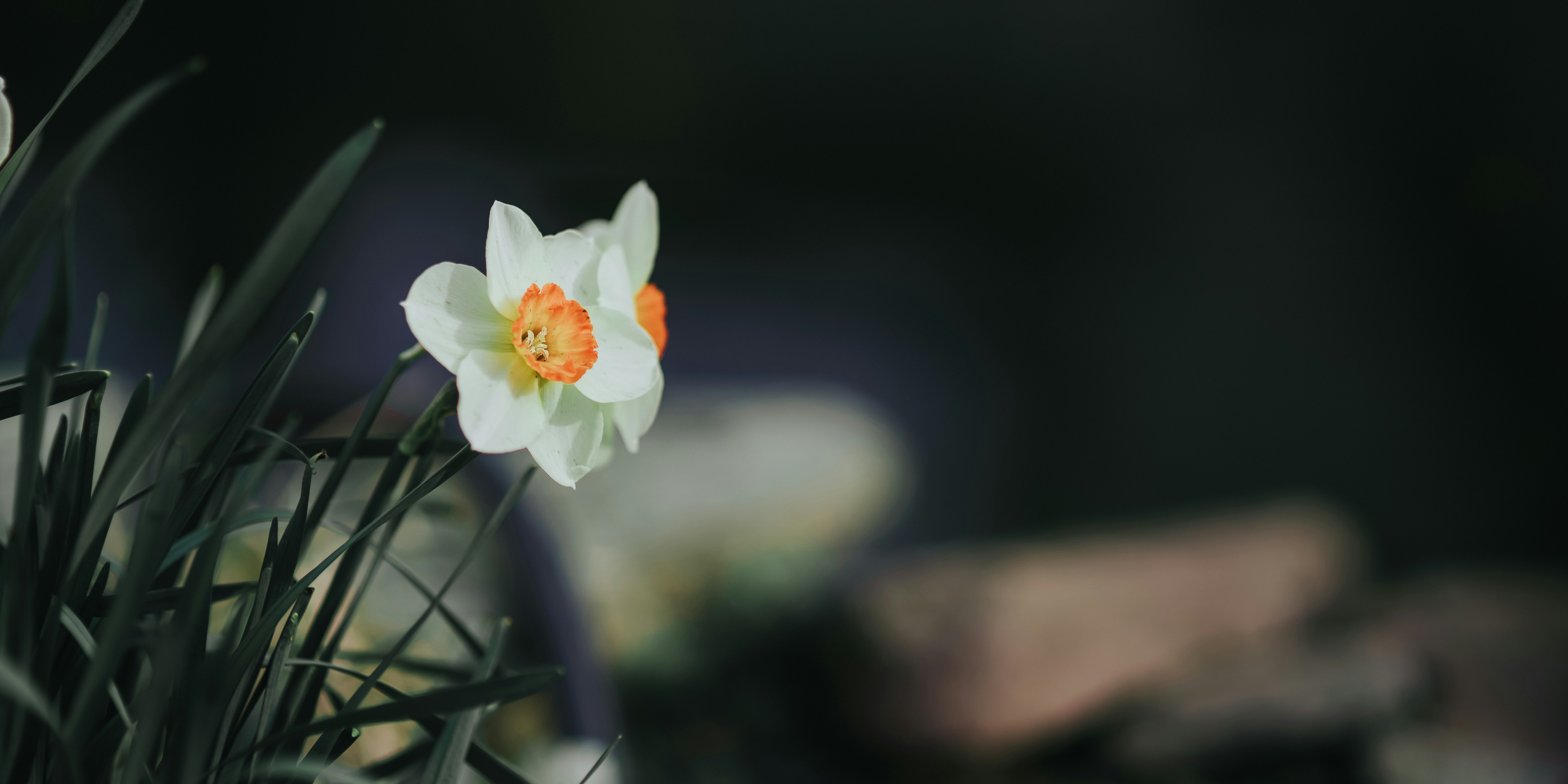 Daffodil in Velvet Bokeh: a Quiet Garden Moment