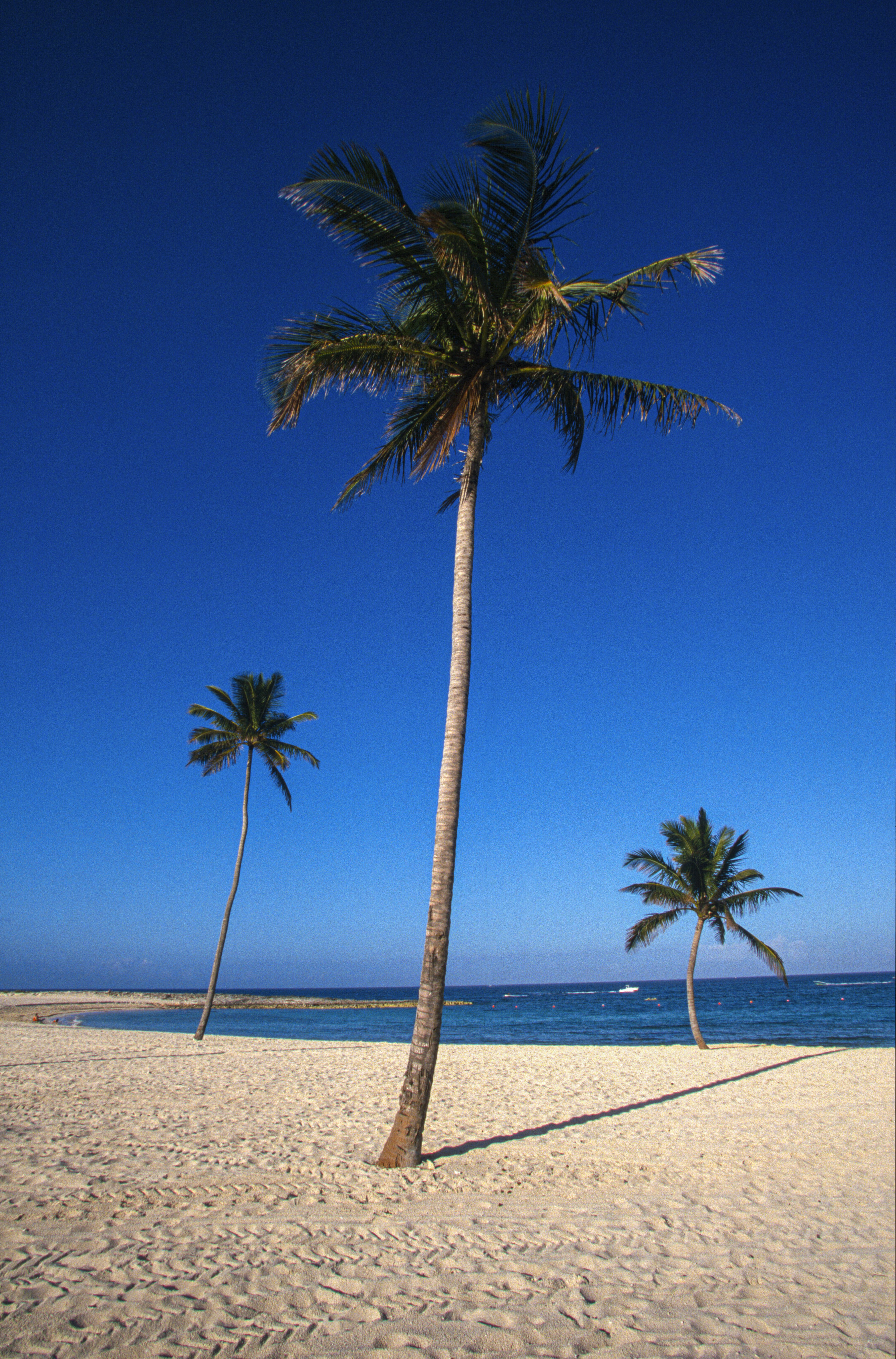 White Sand Beach Palm Tree