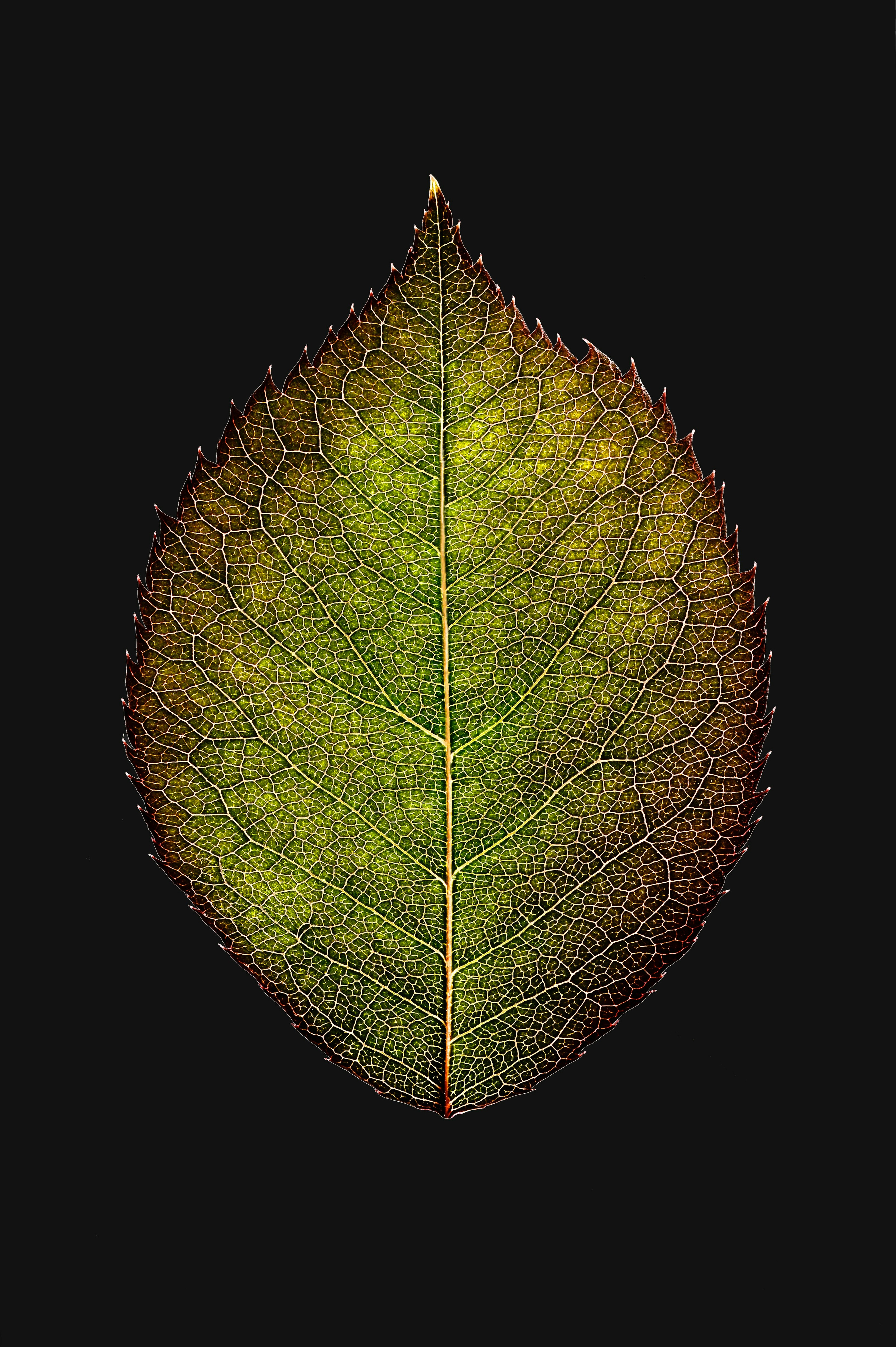 Rose leaf in backlighting on a black background.
The veins are the channels of the plant that feed the leaf blade.It is a bit like the map of an ideal city photographed at night.
There's a reason the ribs are shaped like this. Why, a little like the hyperstatically assembled elements of the Eiffel Tower, which we compare to the flakes of a bone, not to think that this organisation is one of the best in terms of logistical efficiency? 