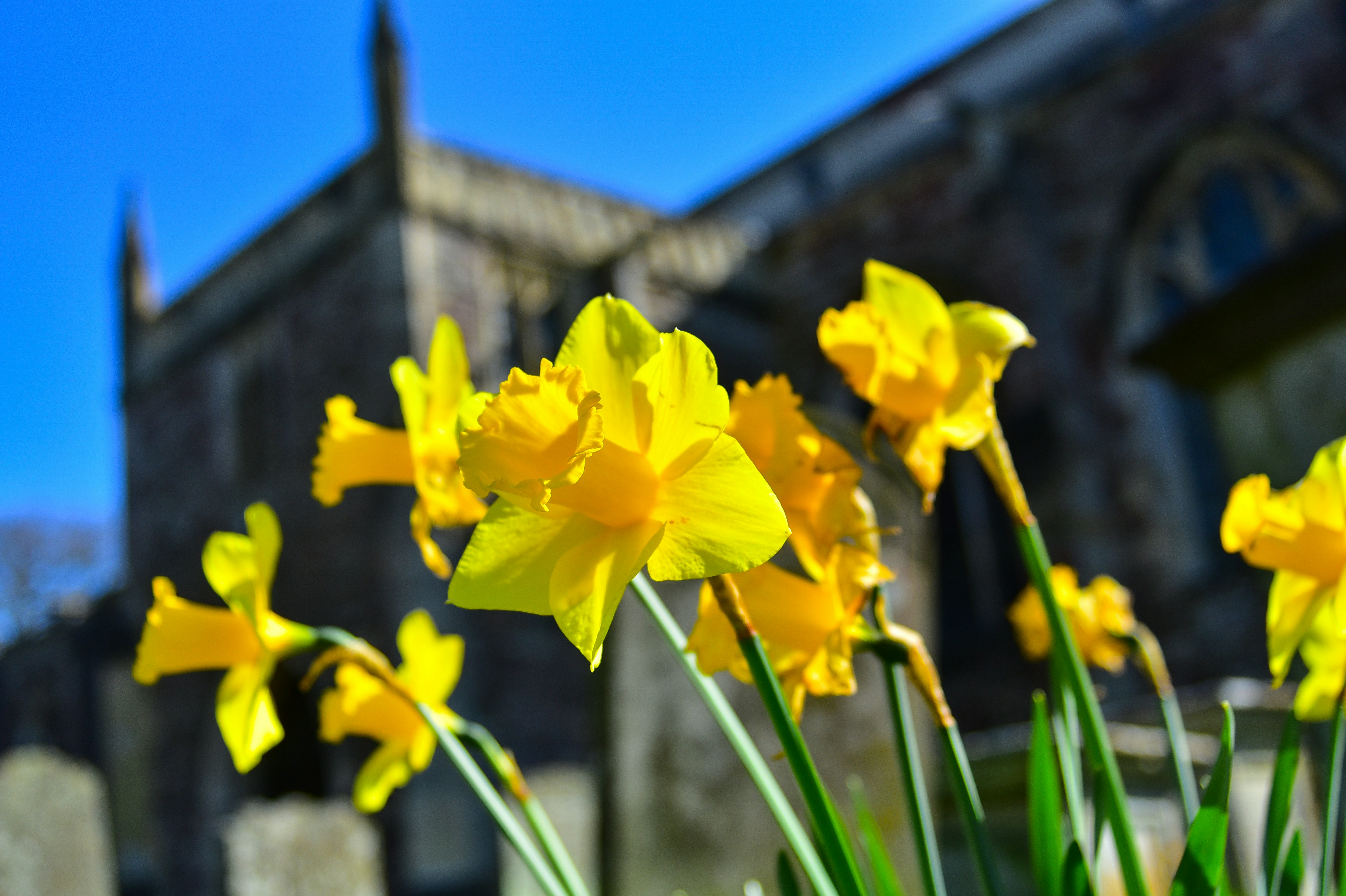 Cemetery flowers