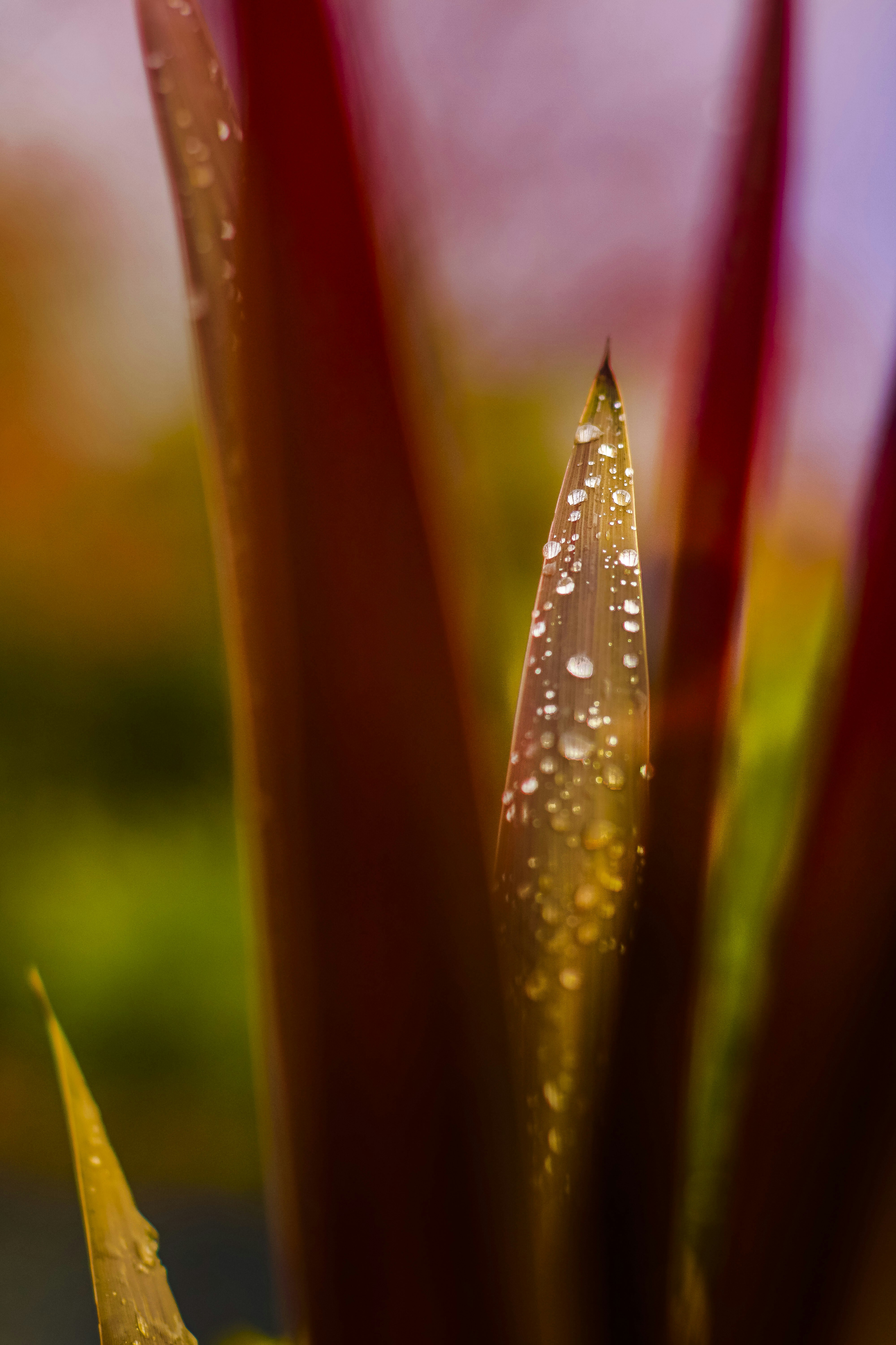 Dew-Kissed Ruby Blade Between Crimson Stems