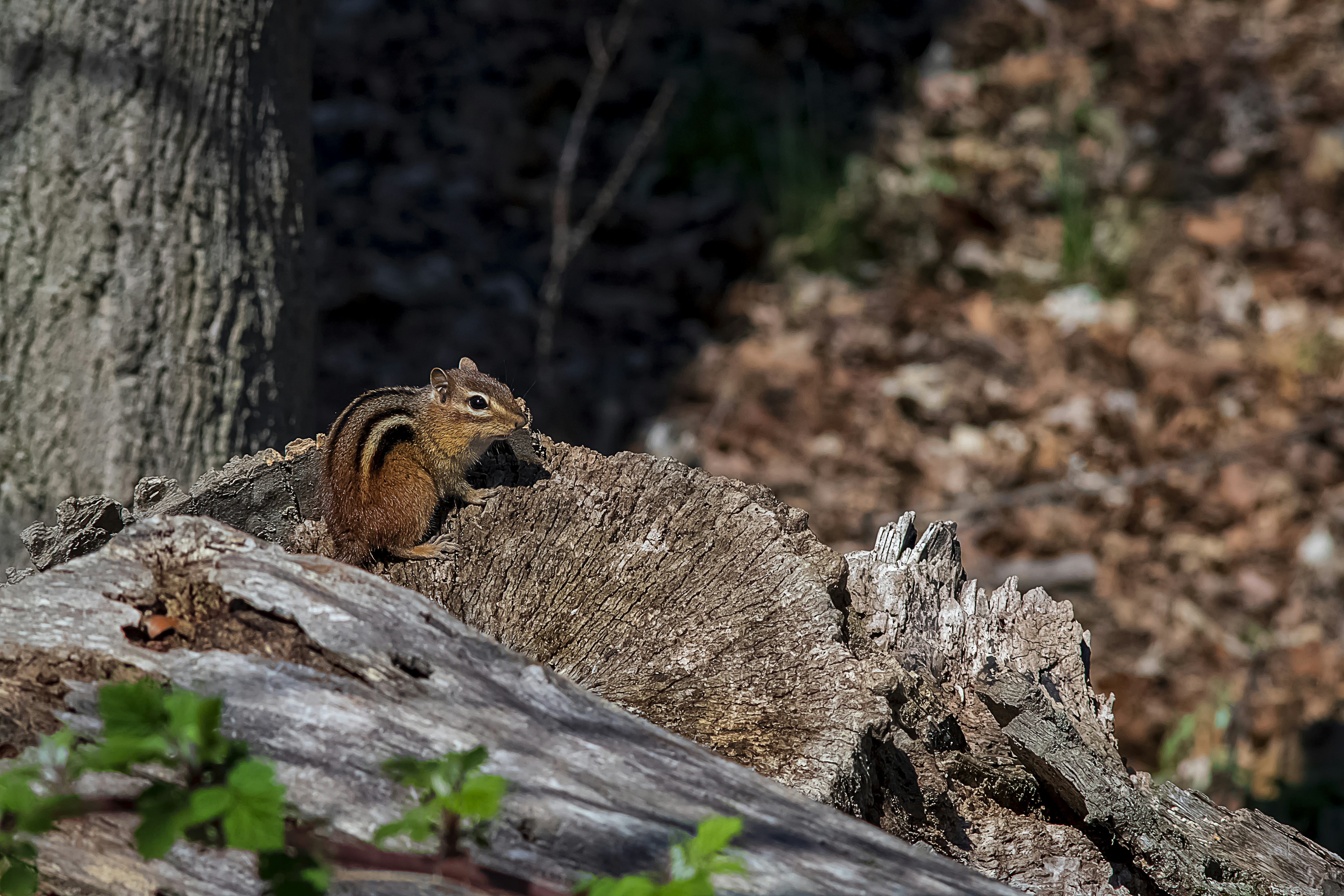 Brown squirrel on gray tree log during daytime photo – Free Rodent ...