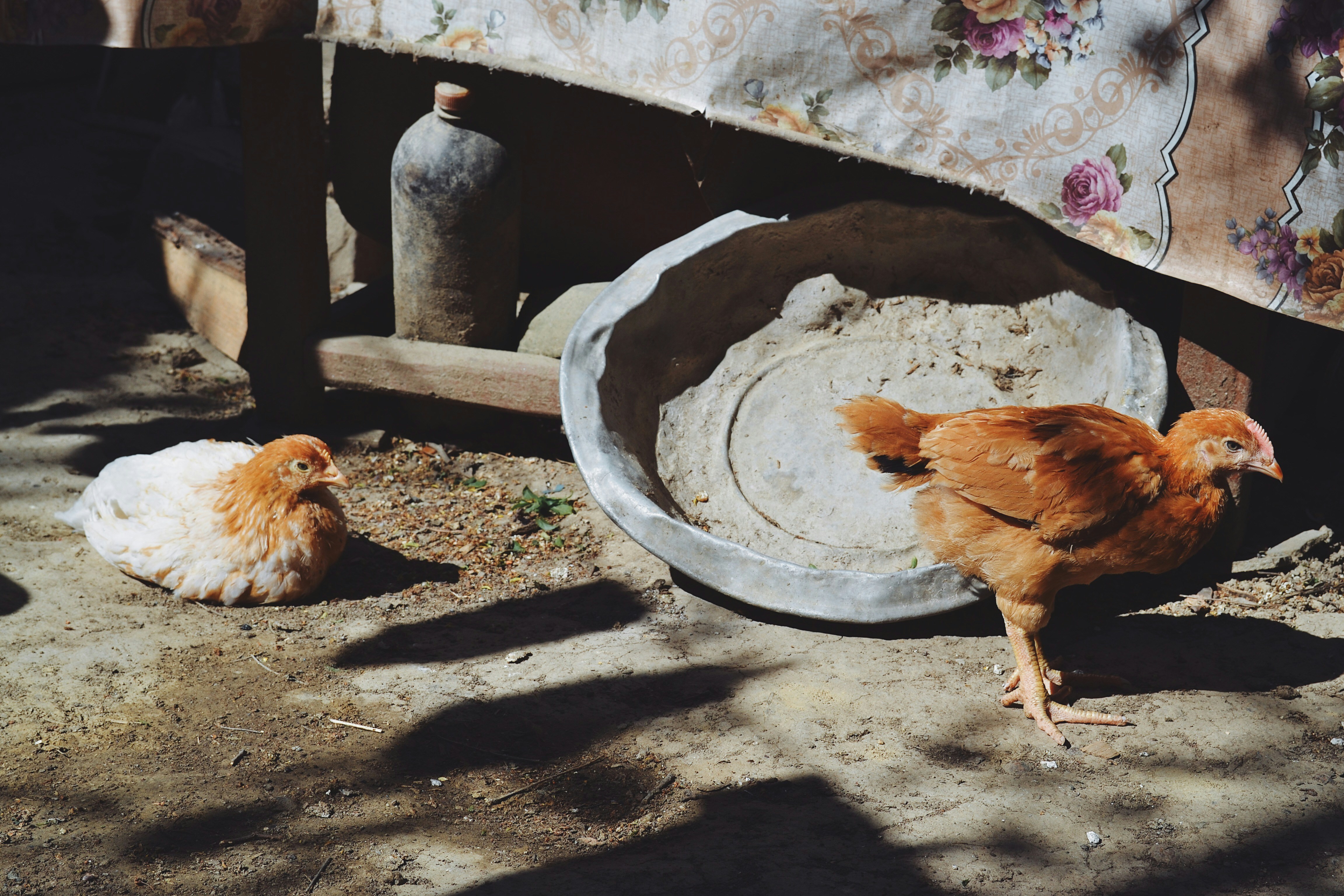Siblings chicken