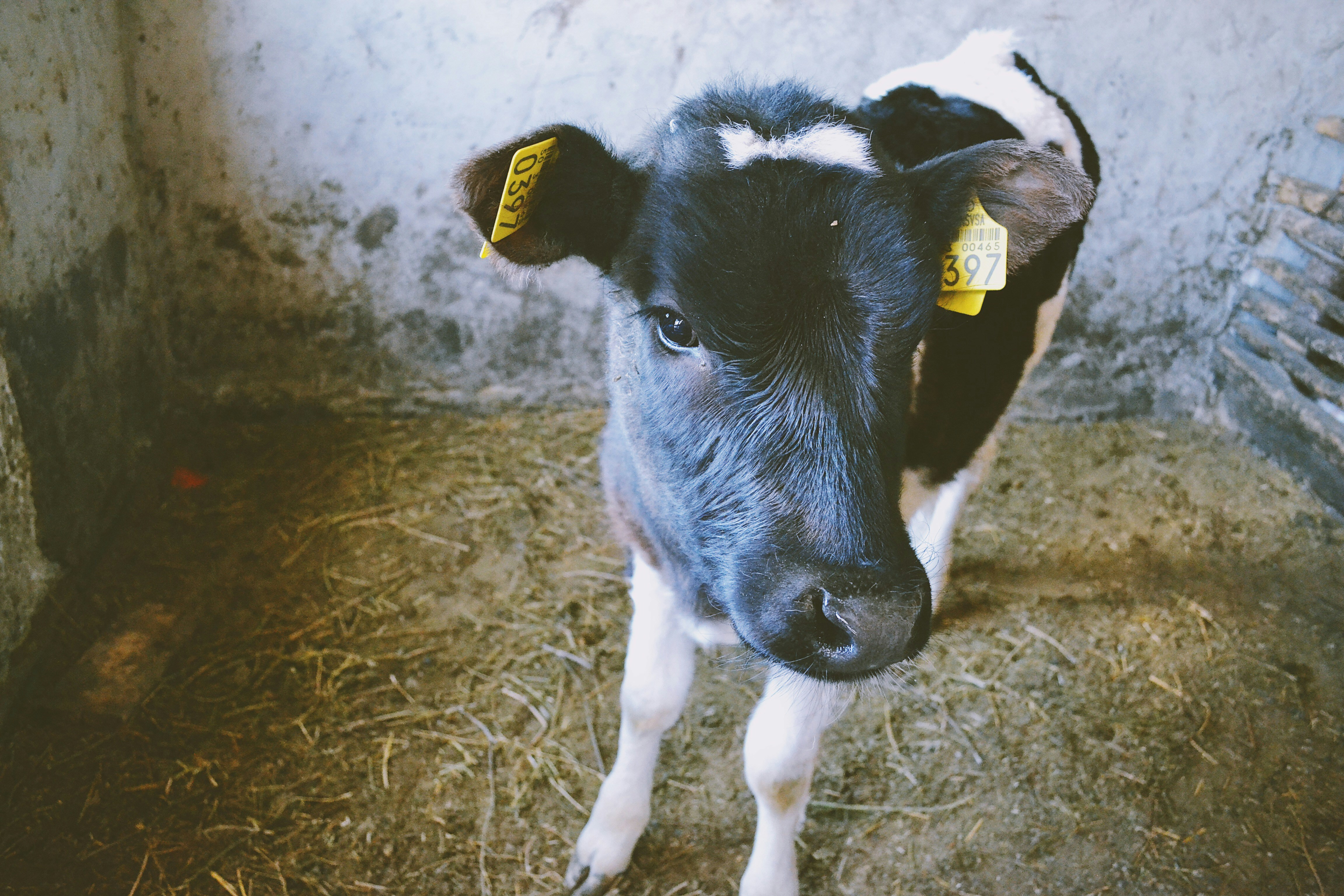 In the Barn's Quiet Gaze: Yellow-Tagged Calf Under Gentle Light