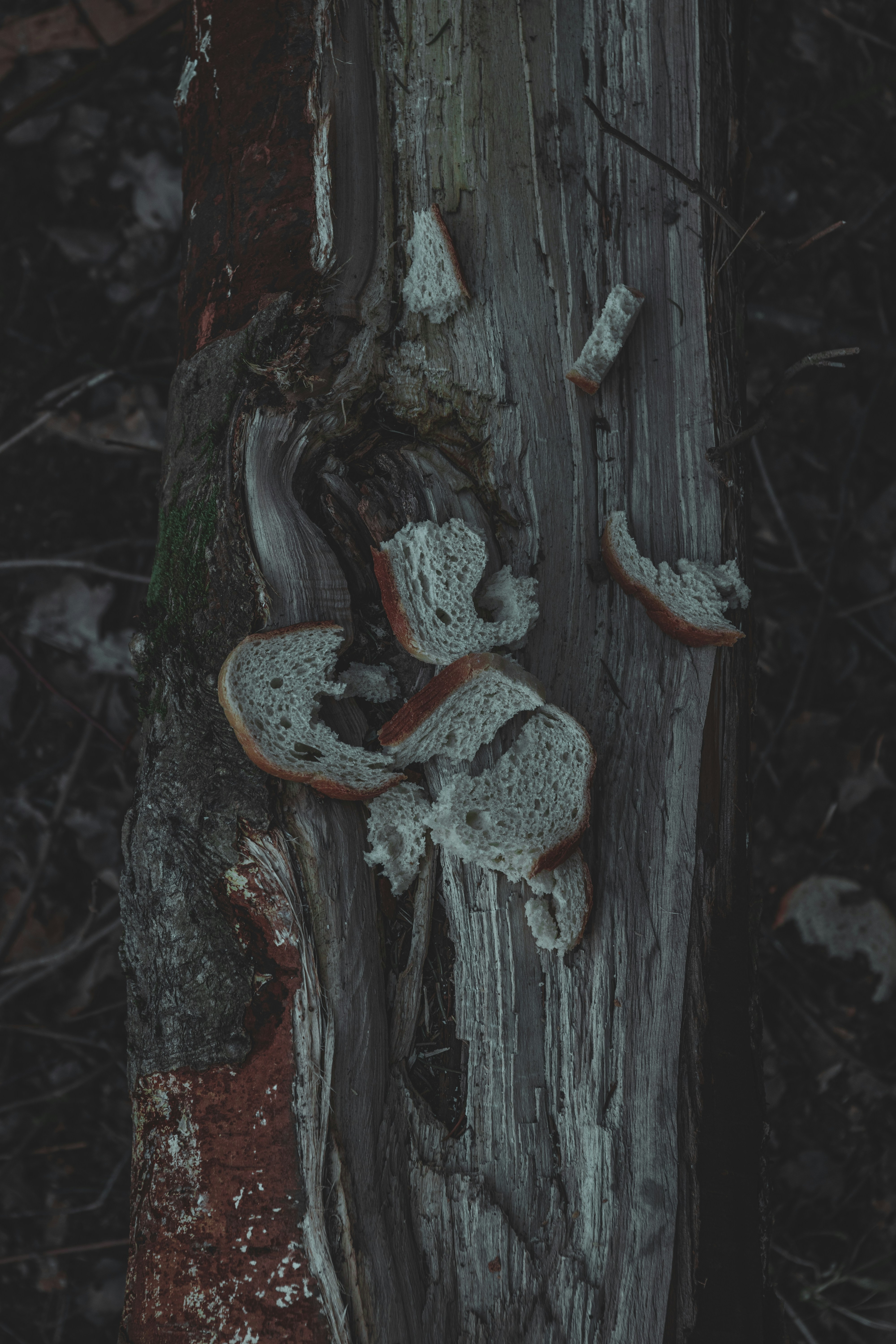 Weathered Timber Portrait: Fungi Carved in Old Log