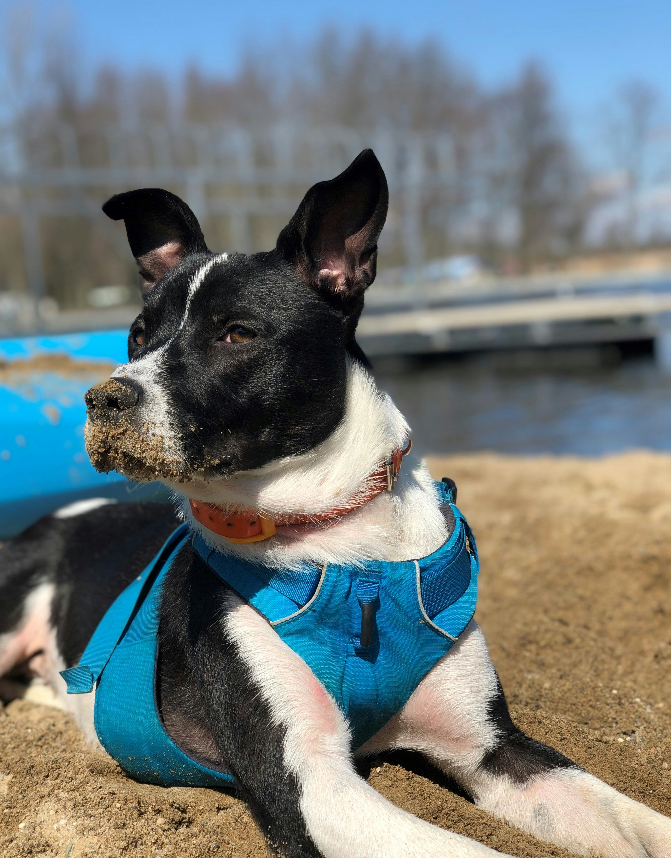 Blue Vest, Sunny Shore: A Terrier at the Waterline