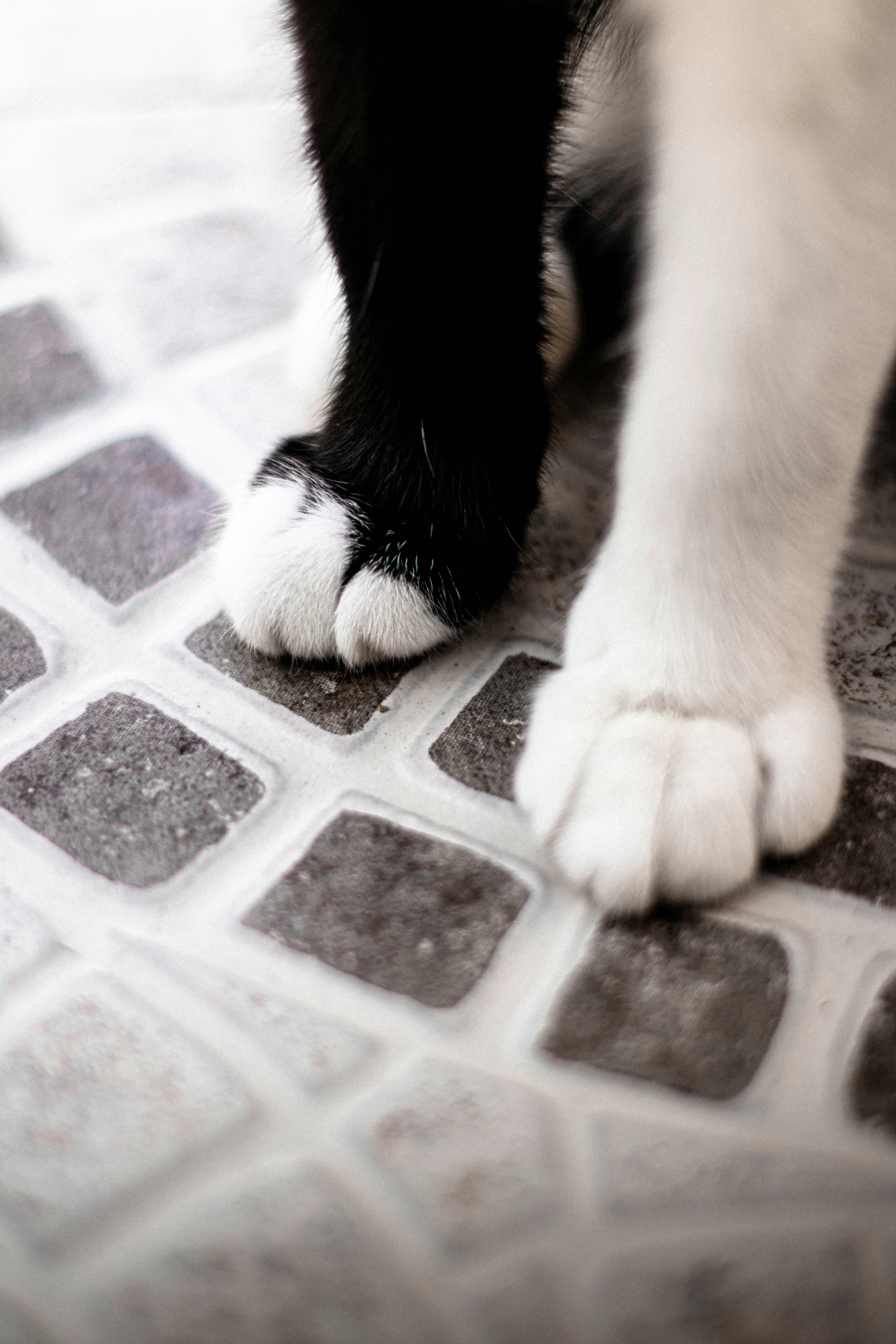 Paws in Focus: Black-and-White Cat Claws at Cobblestone Threshold