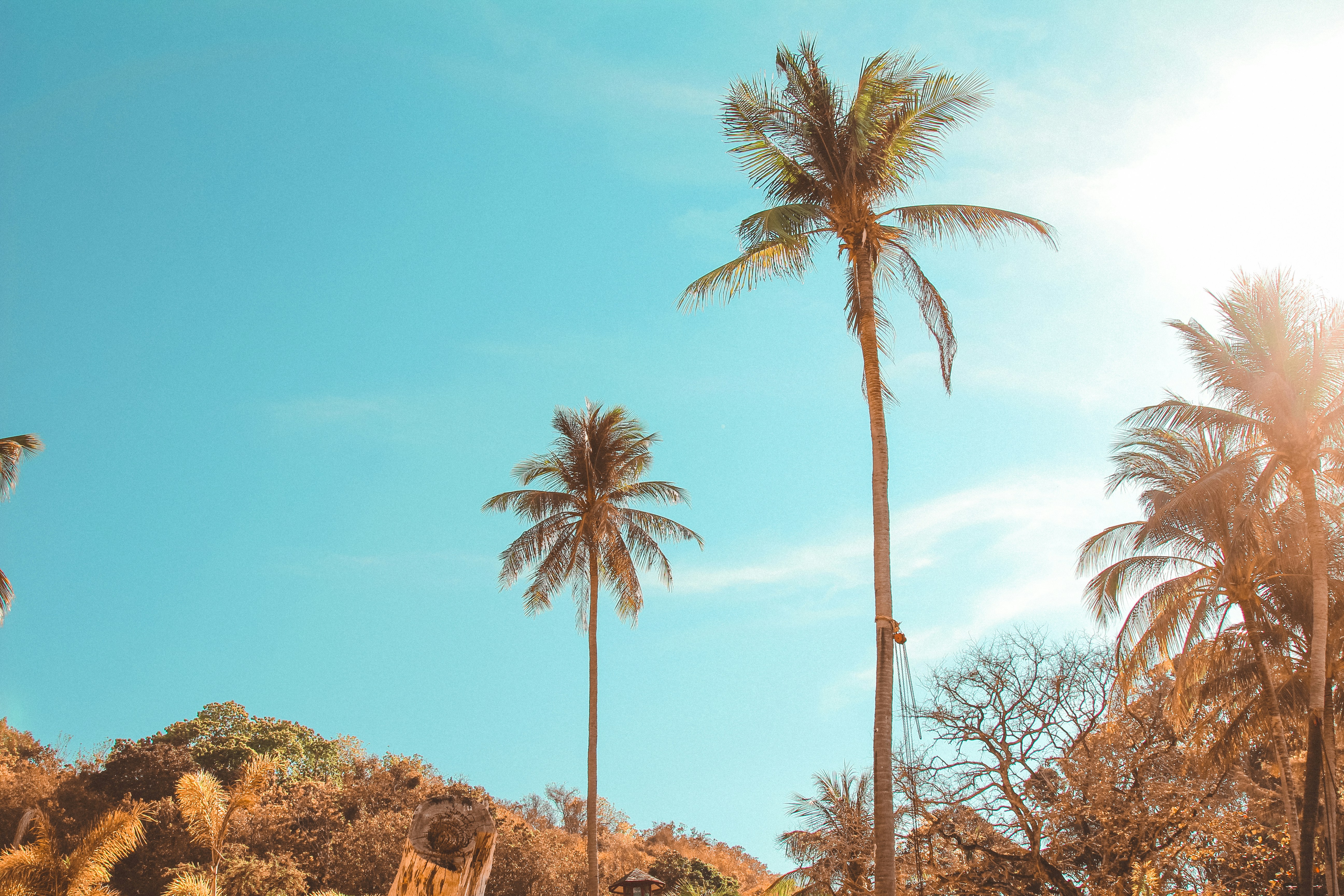 Tall palm trees under a bright blue sky with the sun casting warm light over the landscape.