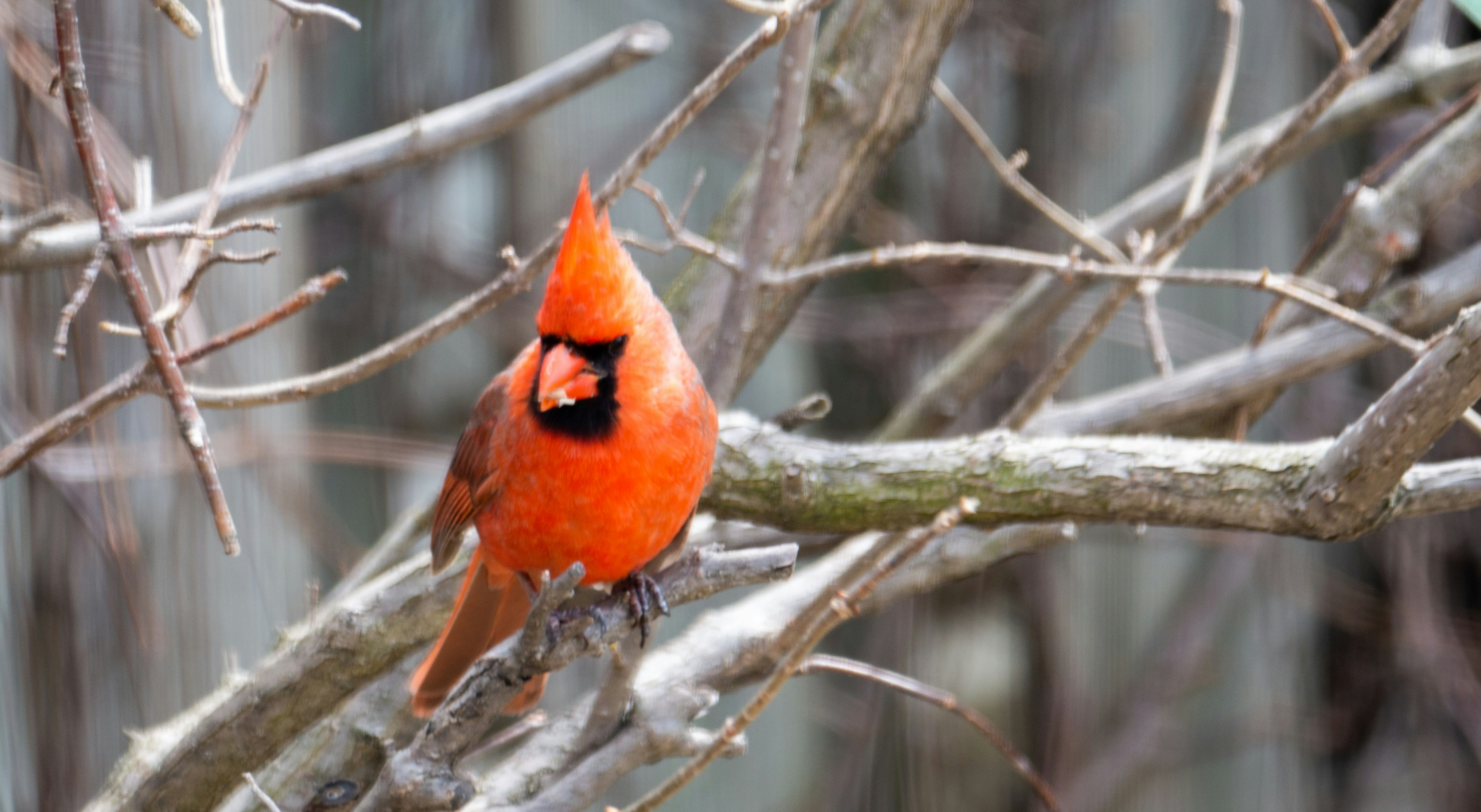 Orange bird on brown tree branch during daytime photo – Free Cardinal ...