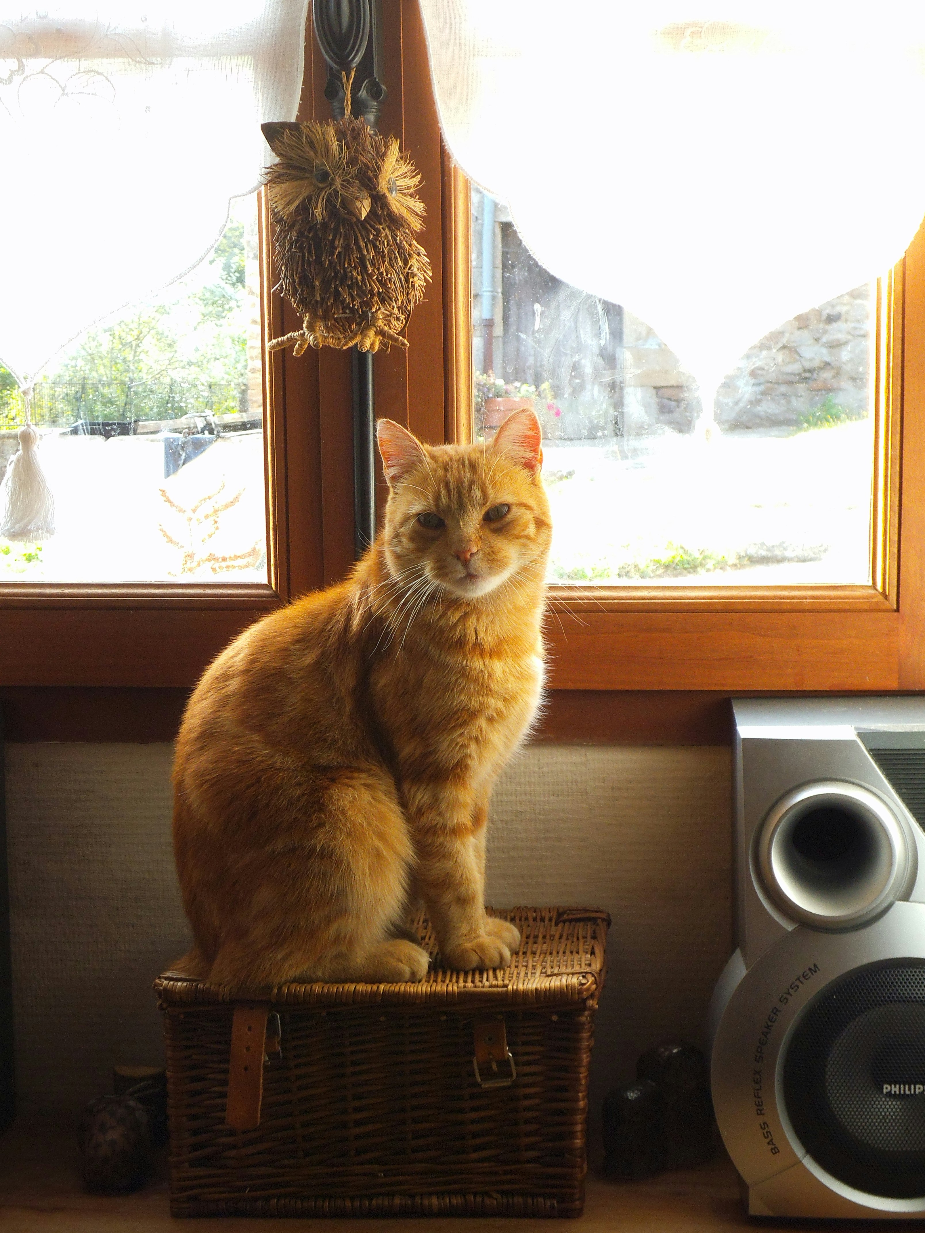 Amber Tabby Perched on a Wicker Stool by Sunlit Window