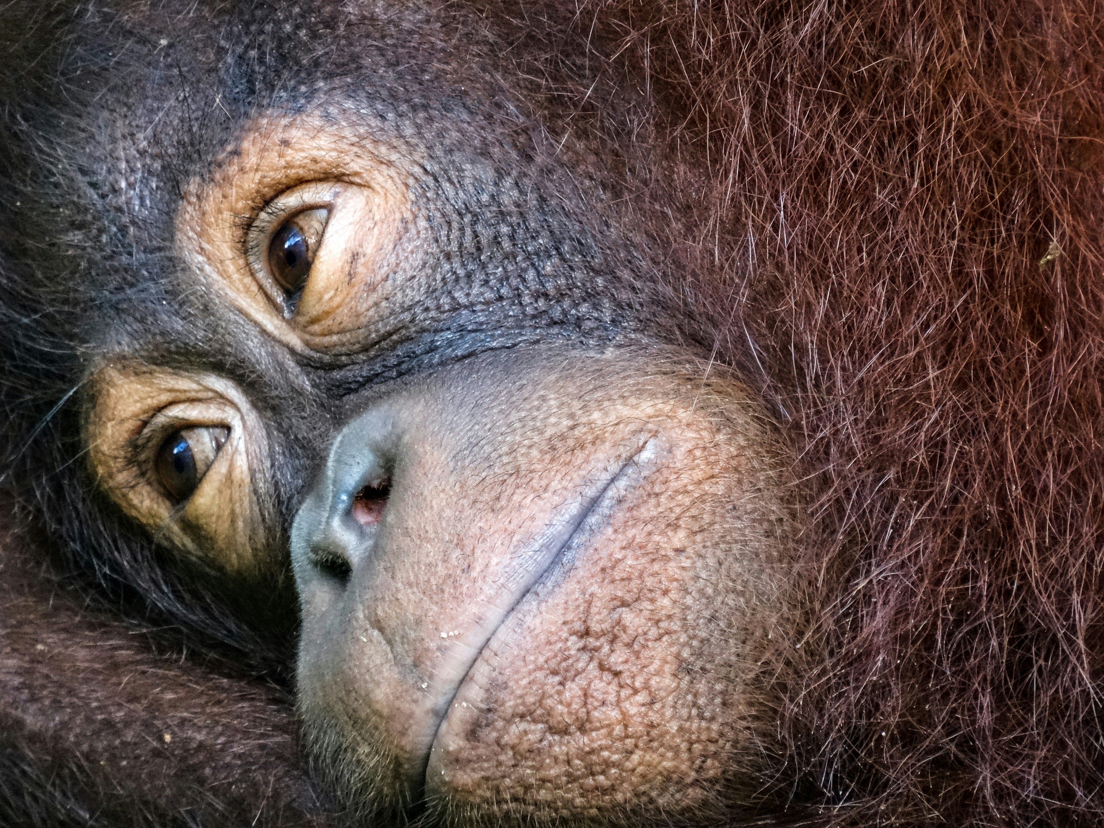 Close-up of a young female orangutan resting with a serene expression at Sepilok Orangutan Rehab Center.
