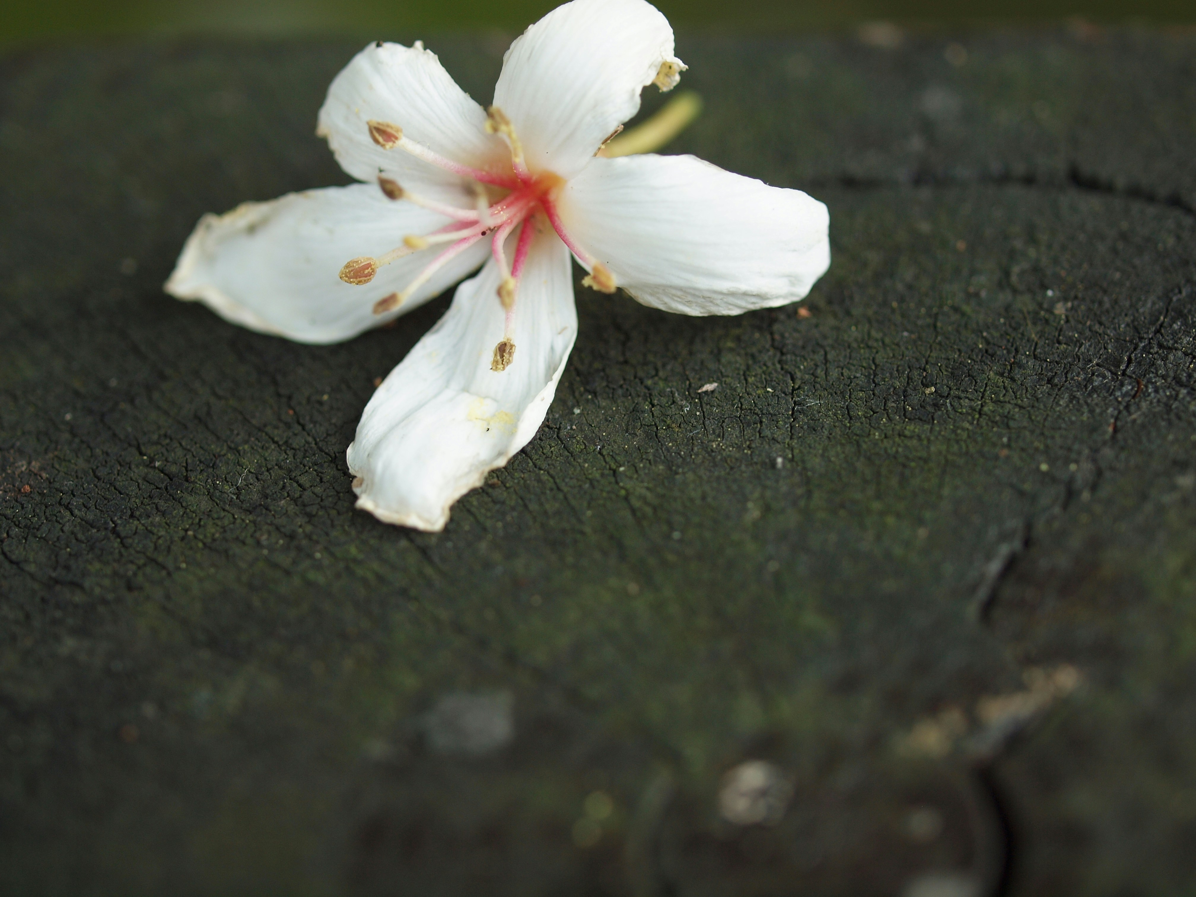 White blossom resting on weathered wood beneath a thin layer of moss
