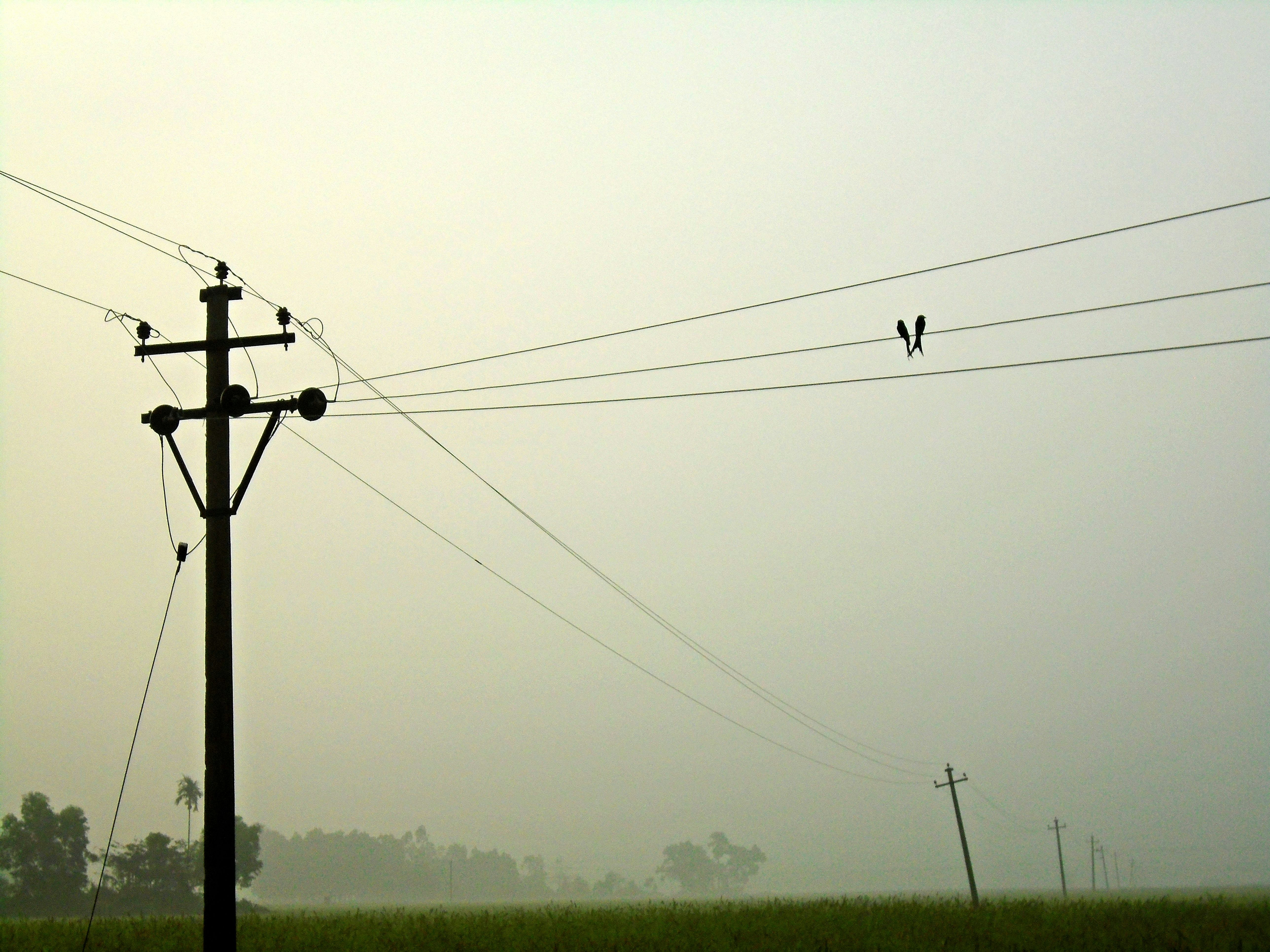 Two small birds perch on a high power line above a flat, misty field, capturing a quiet rural moment.