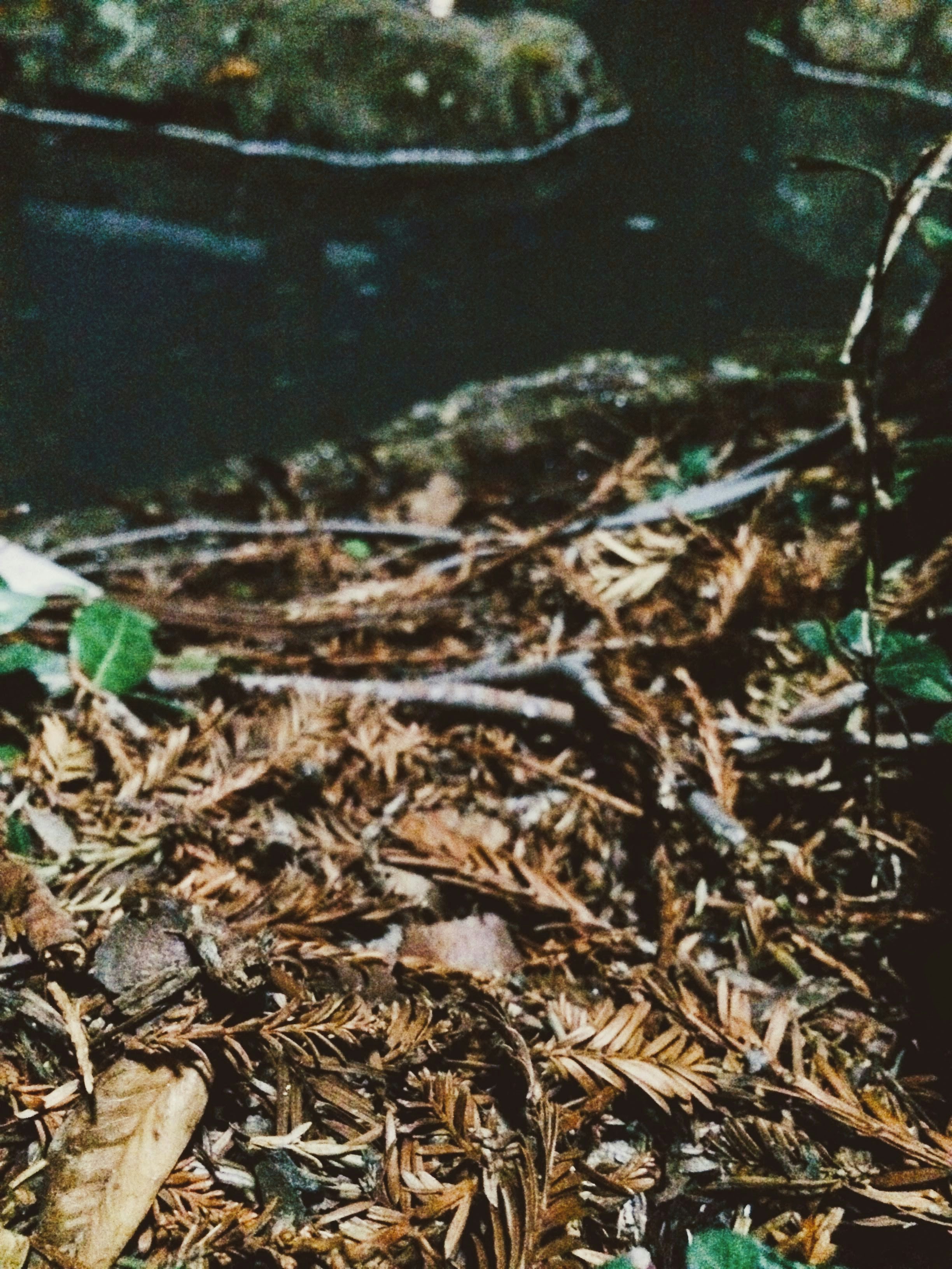Dried leaves and twigs scattered on the forest floor near a dark water body, evoking a sense of tranquility and nature's cycle.