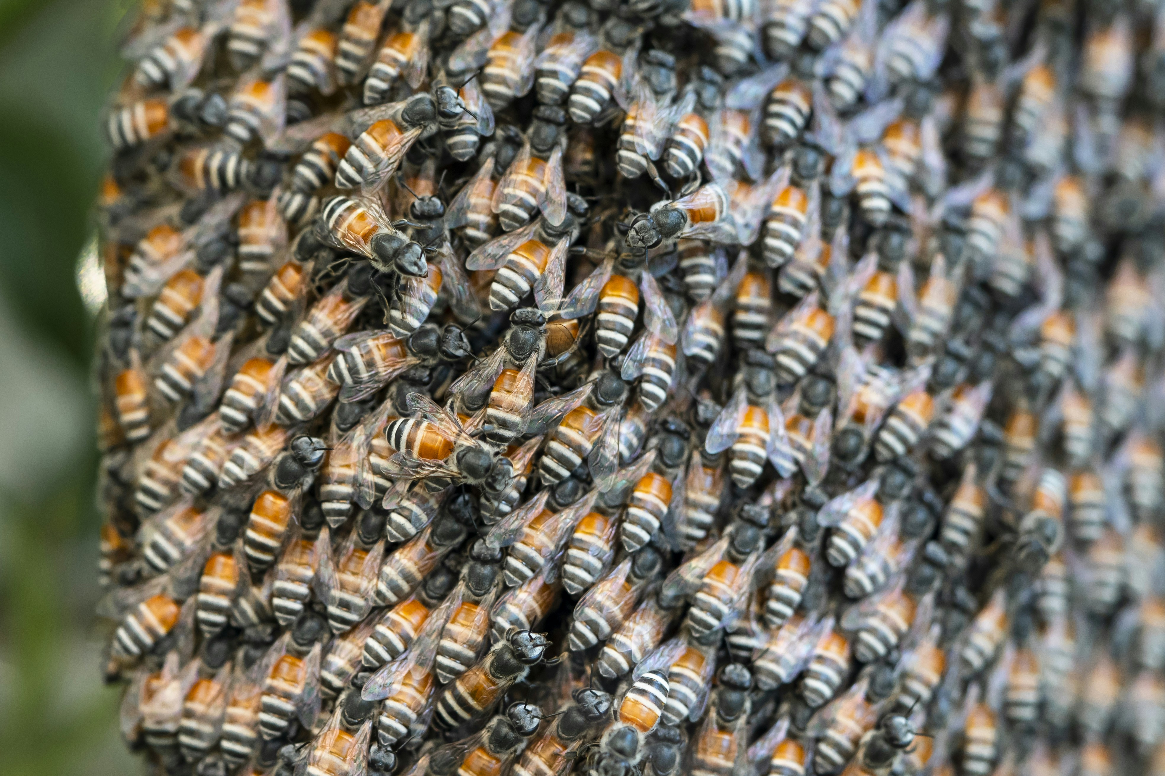 Swarms and Stripes: Macro Portrait of a Honeybee Cluster on a Honeycomb
