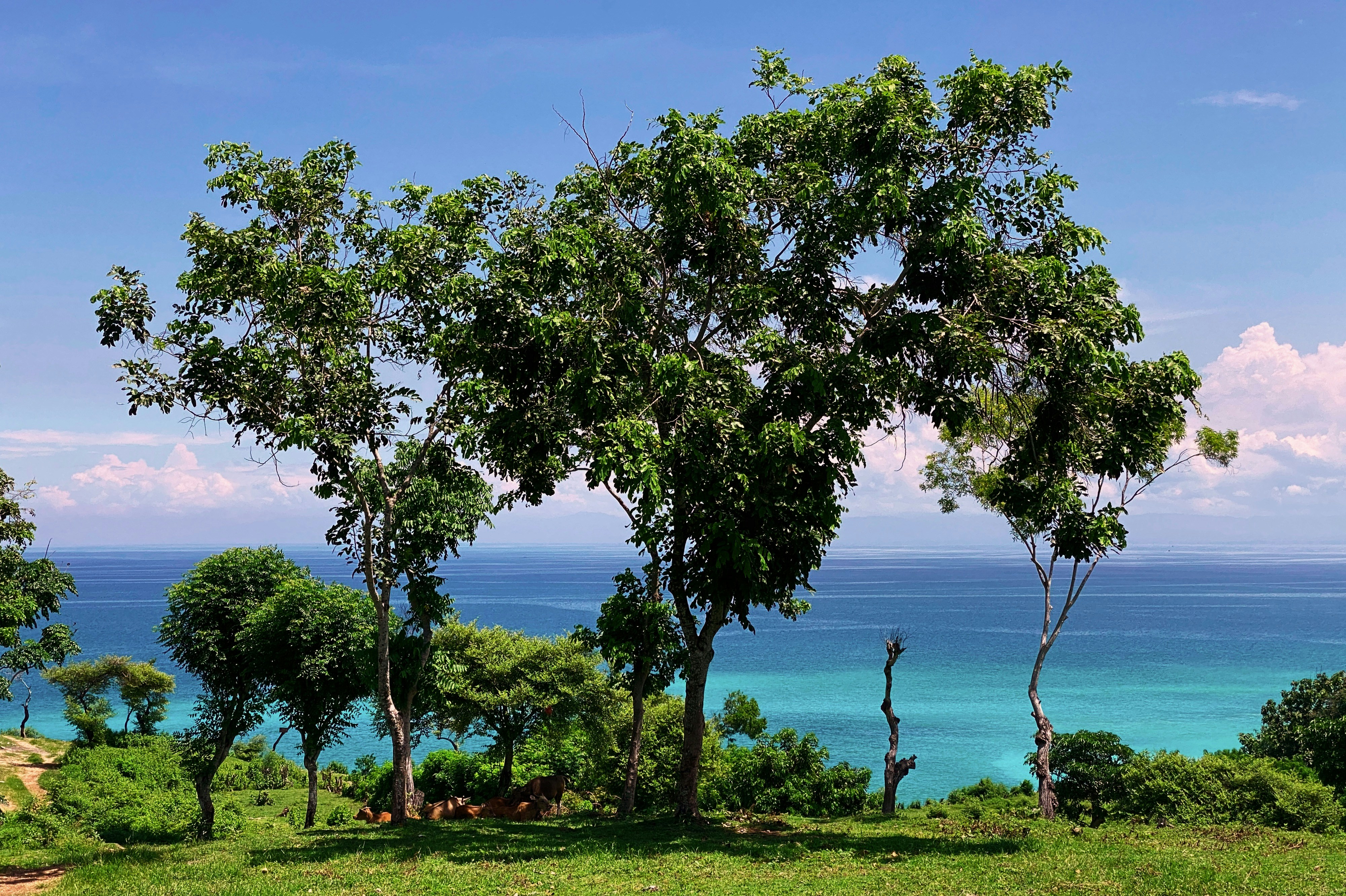 Green tree near body of water during daytime photo – Free Uluwatu Image ...