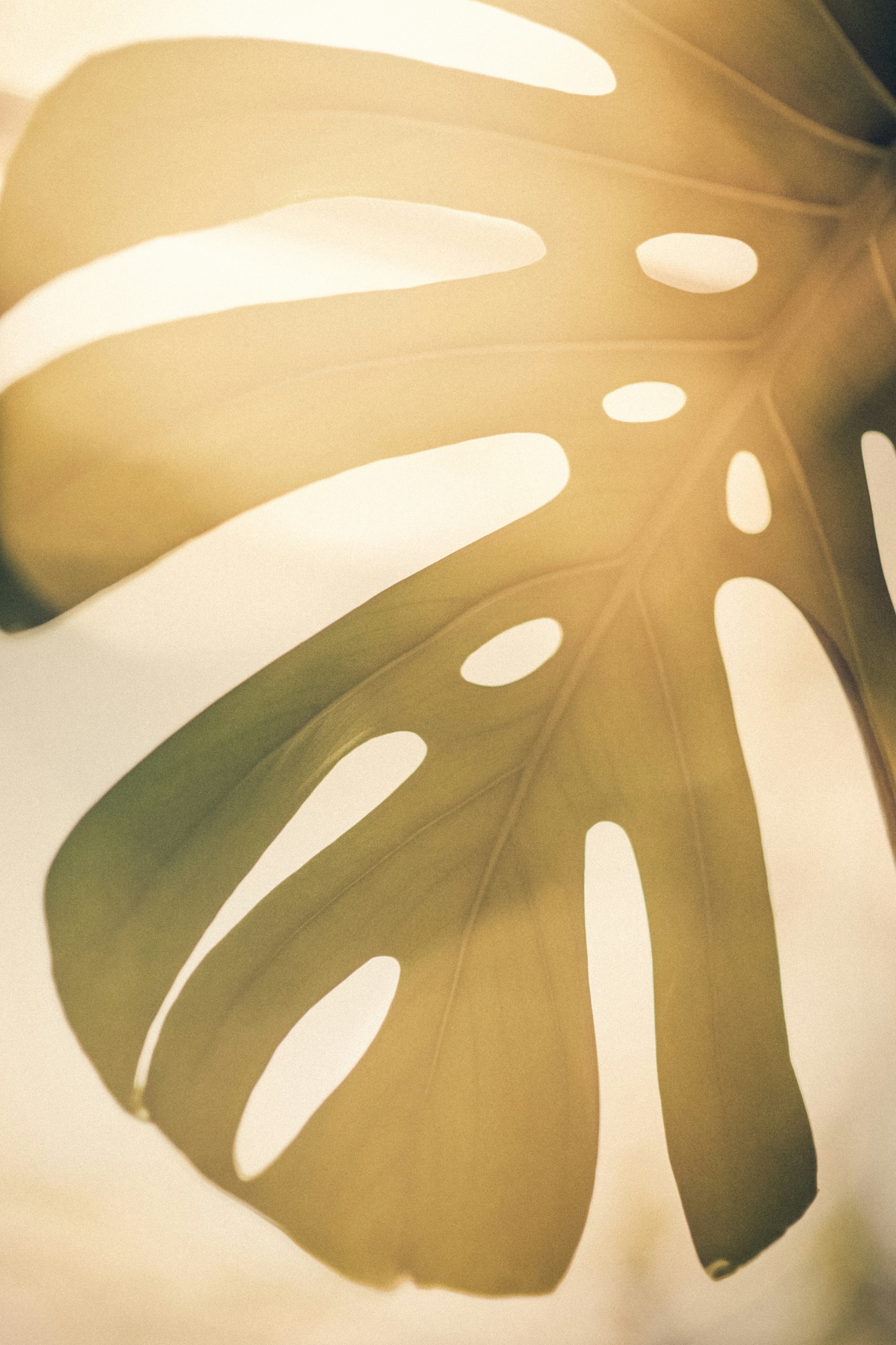 Sunlit Monstera Silhouette