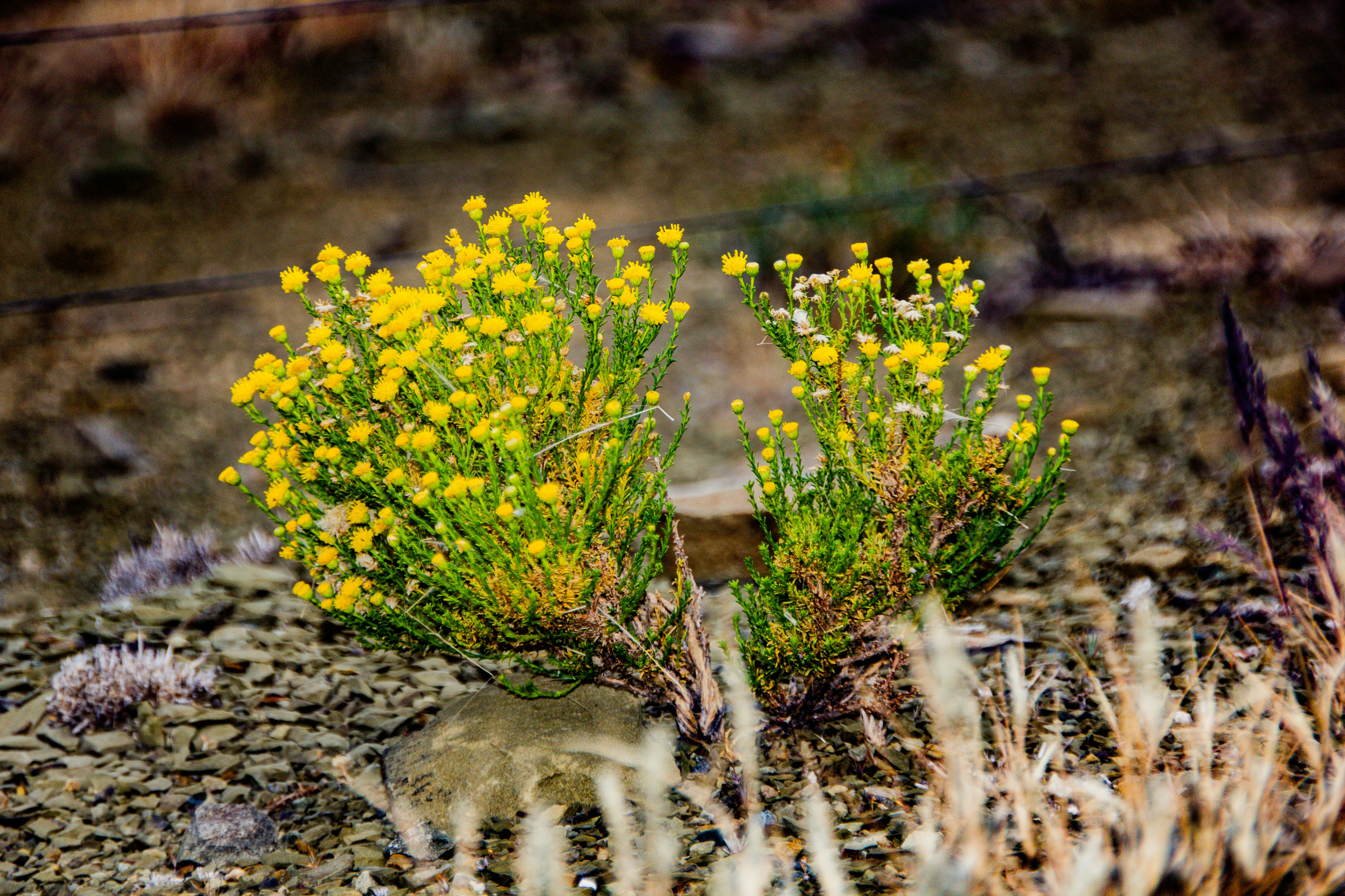 Desert Flora in Bloom: Yellow Blossoms Amid Sparse Scrub