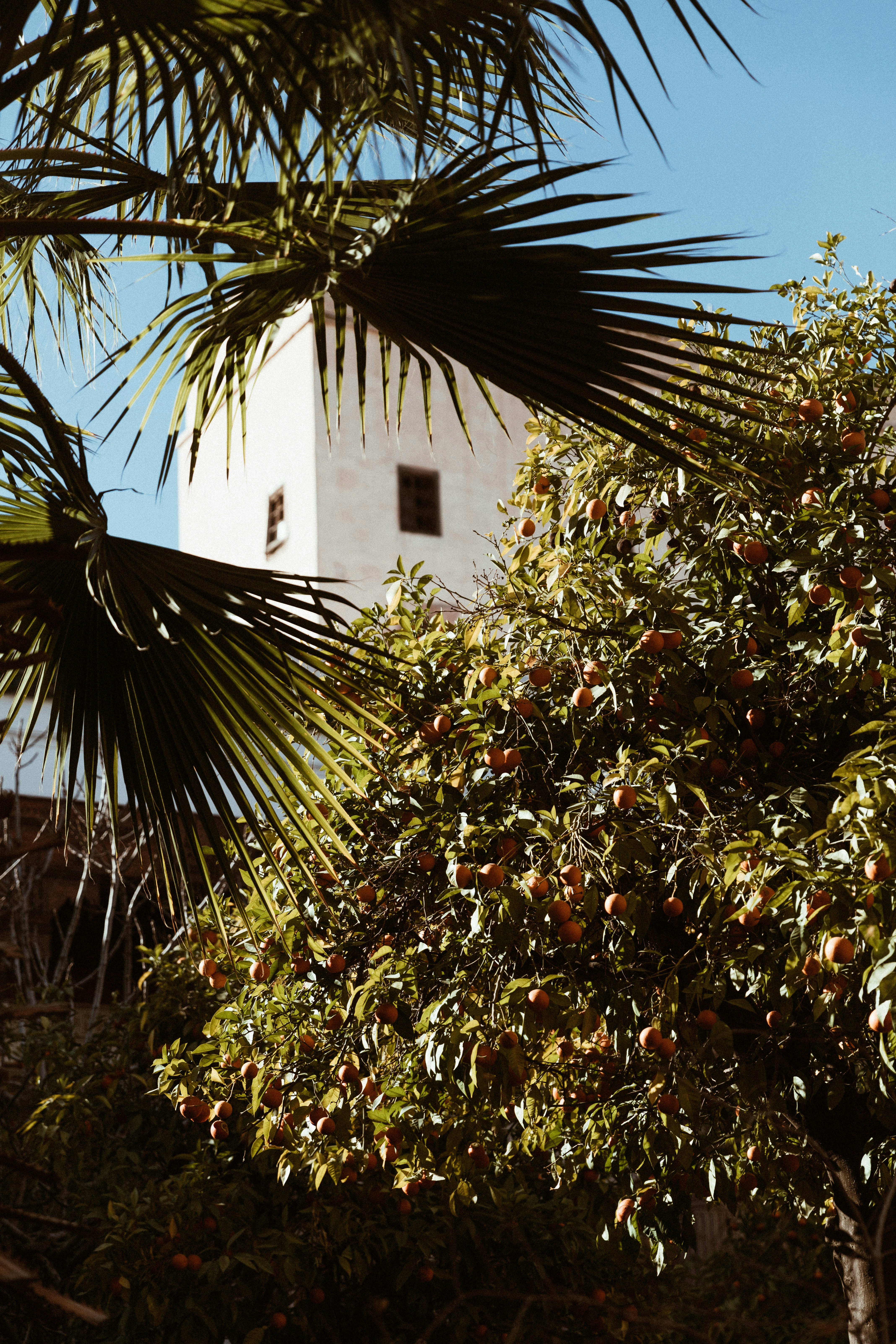 Green and brown tree near white concrete building during daytime photo ...