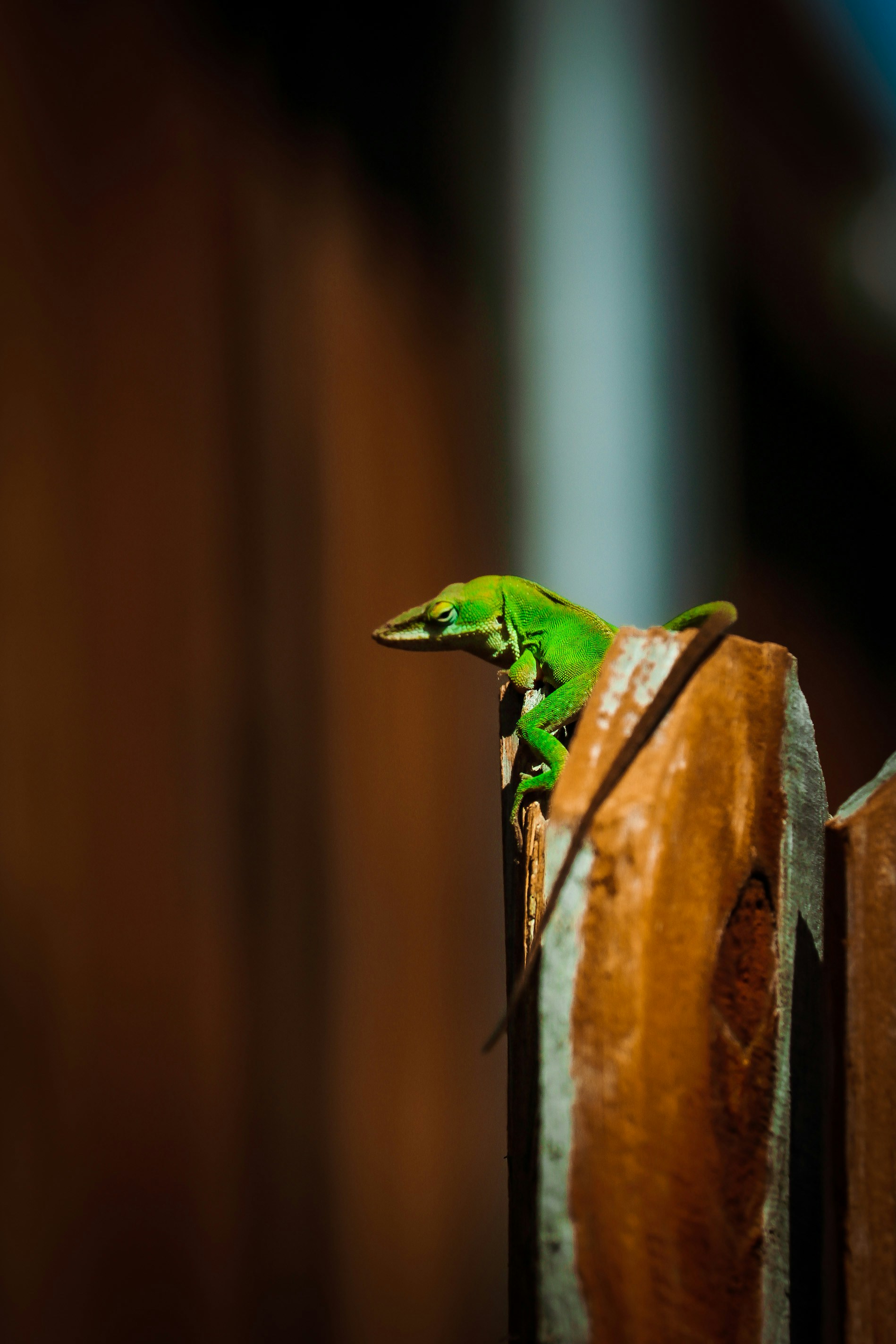 Emerald Gecko Perched on a Rusty Fence Under Warm Backlight
