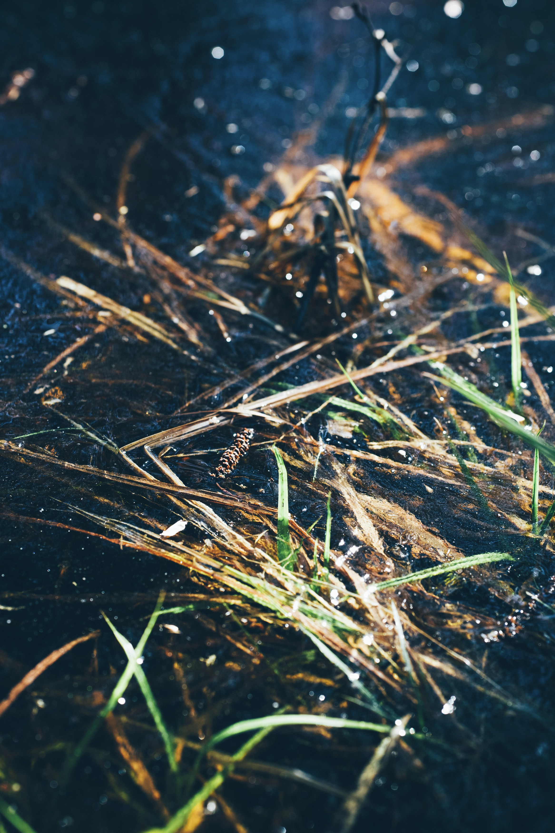 Intricate patterns of grass and twigs submerged in dark water, reflecting light and texture. The scene evokes a sense of tranquility and connection to nature.