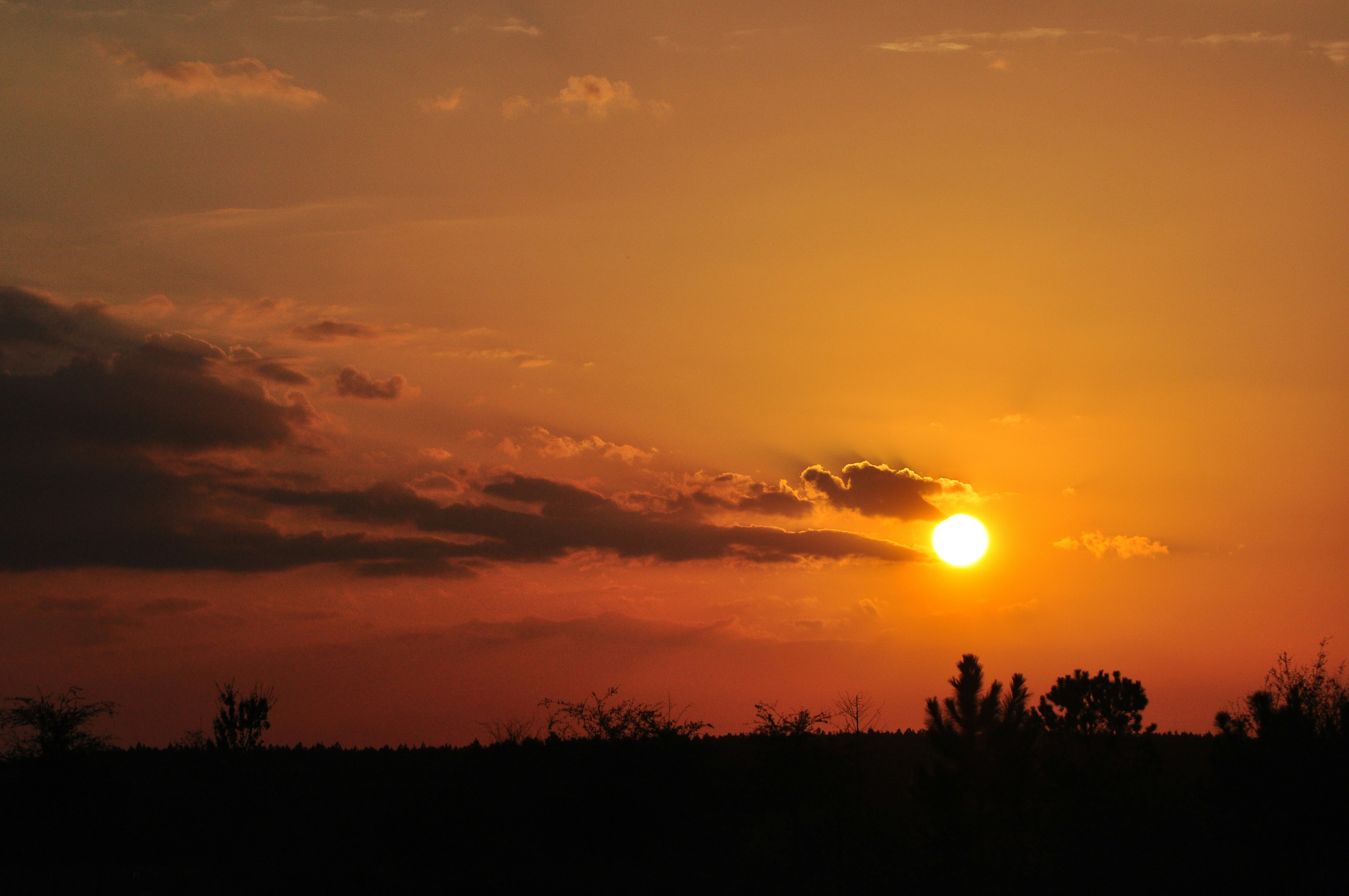 Golden sun setting behind silhouetted trees, casting warm hues across the sky. A serene transition from day to night.
