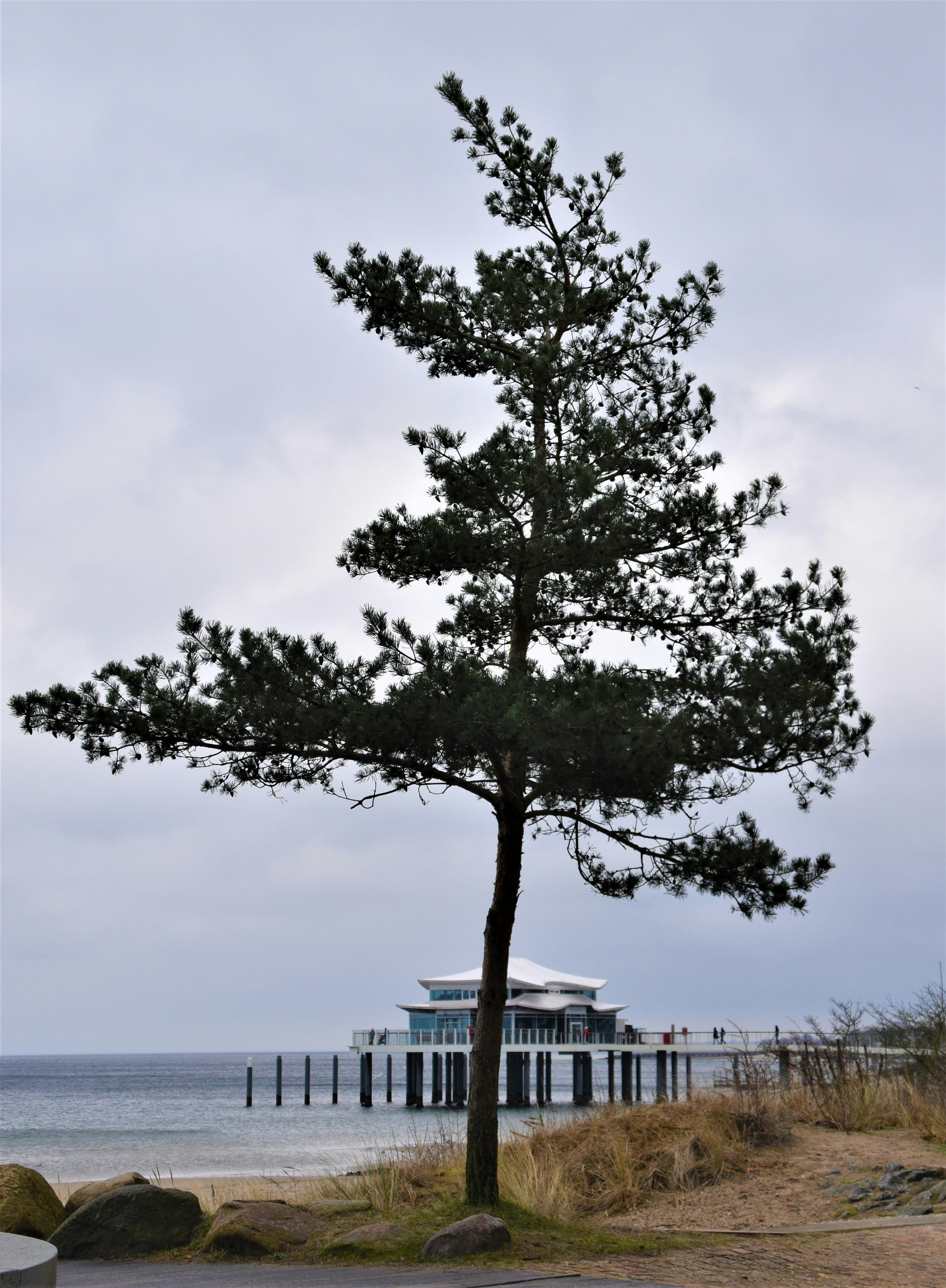 Sea Bridge behind a tree