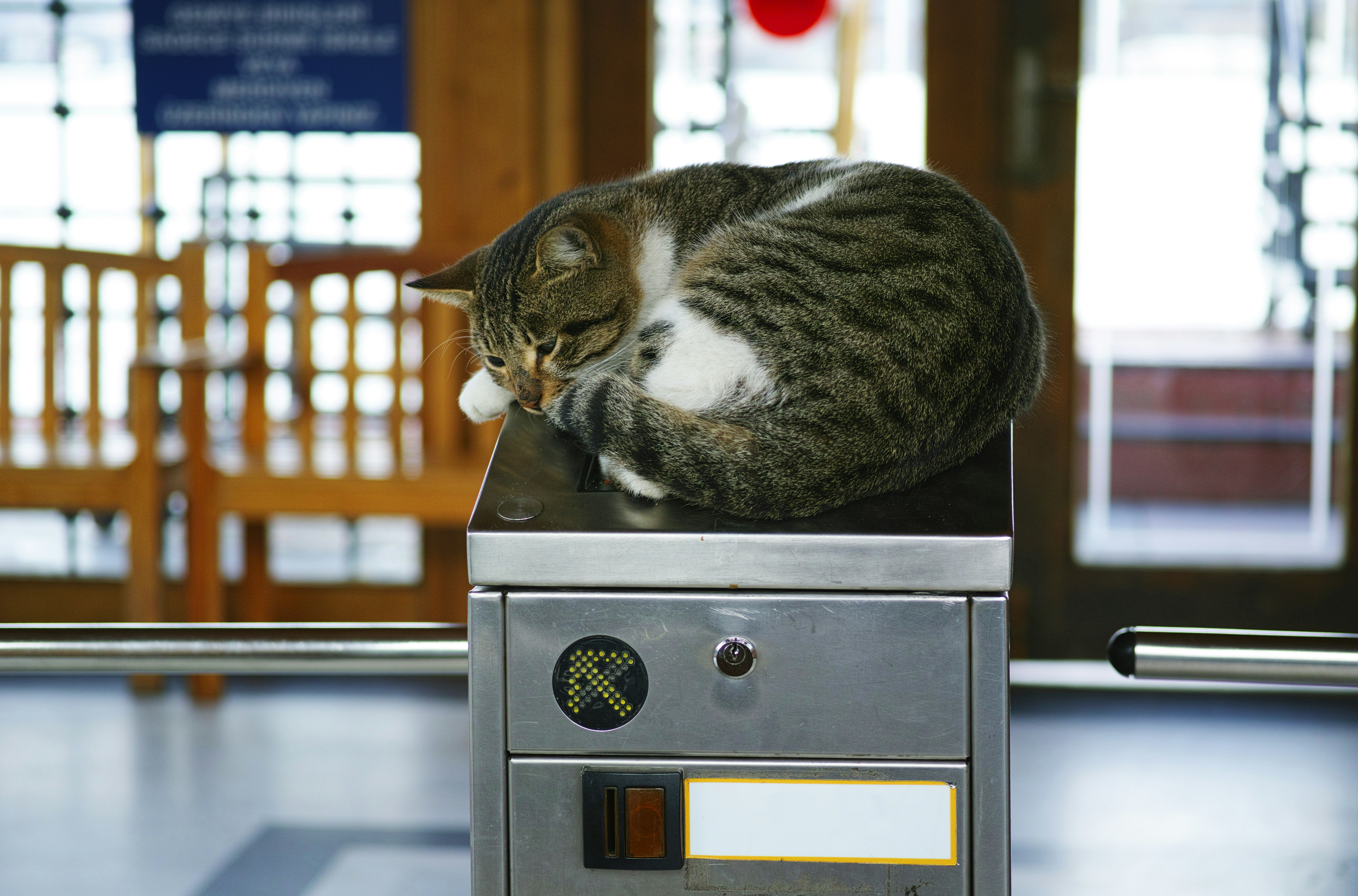 A tabby cat curled up peacefully on a turnstile in a transit station, embodying a moment of tranquility amidst urban life.
