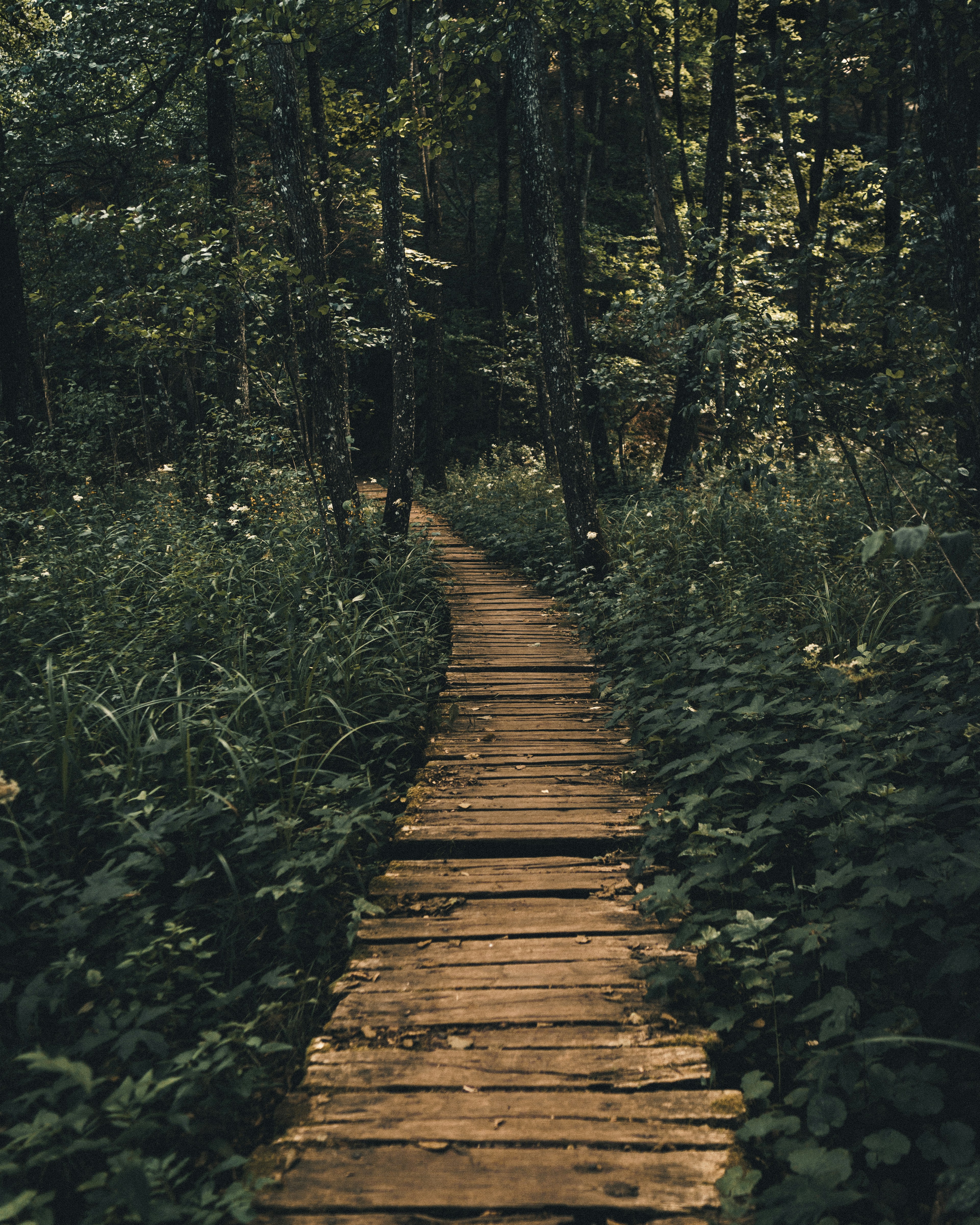 Wooden Path Pictures | Download Free Images on Unsplash