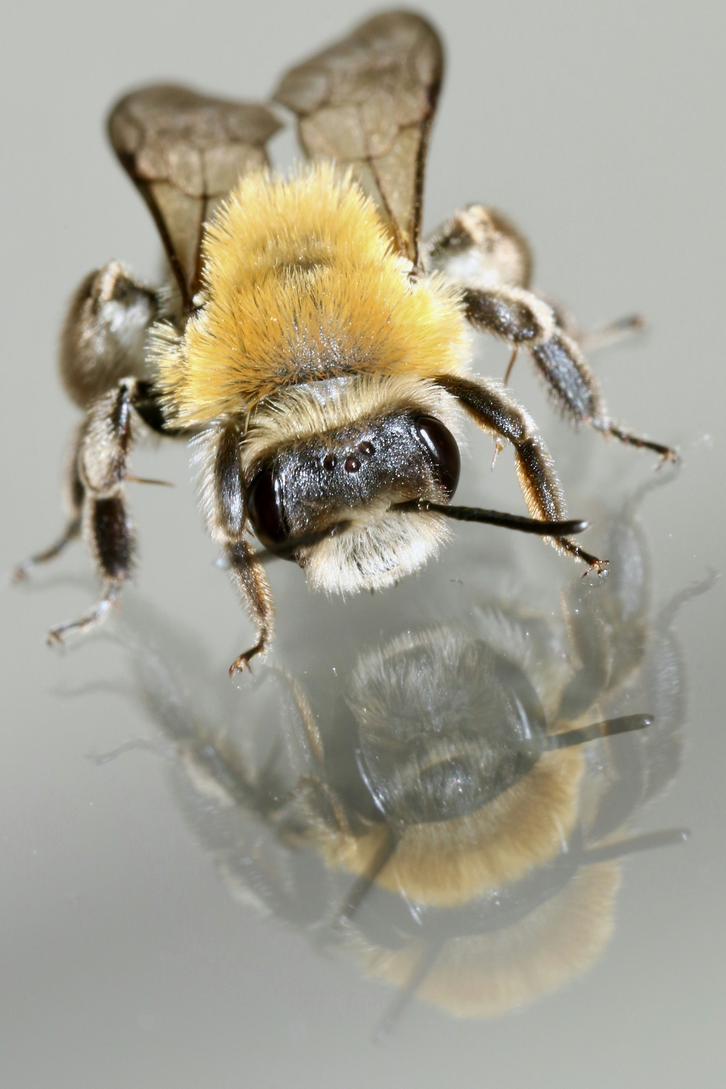 Close-up of a honeybee reflecting on a smooth surface, showcasing its detailed features and delicate wings.
