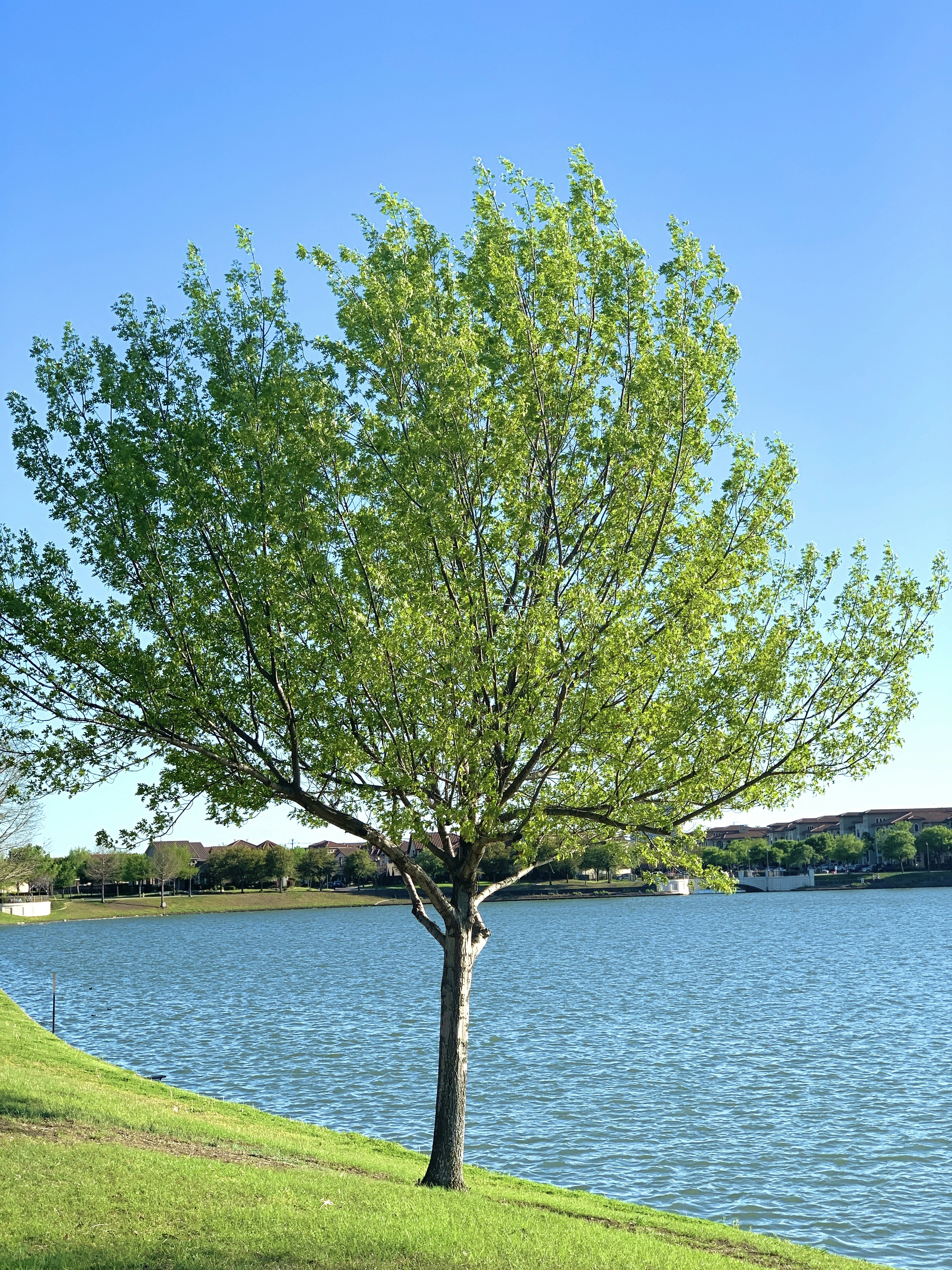 Solitary Tree by the Lakeside