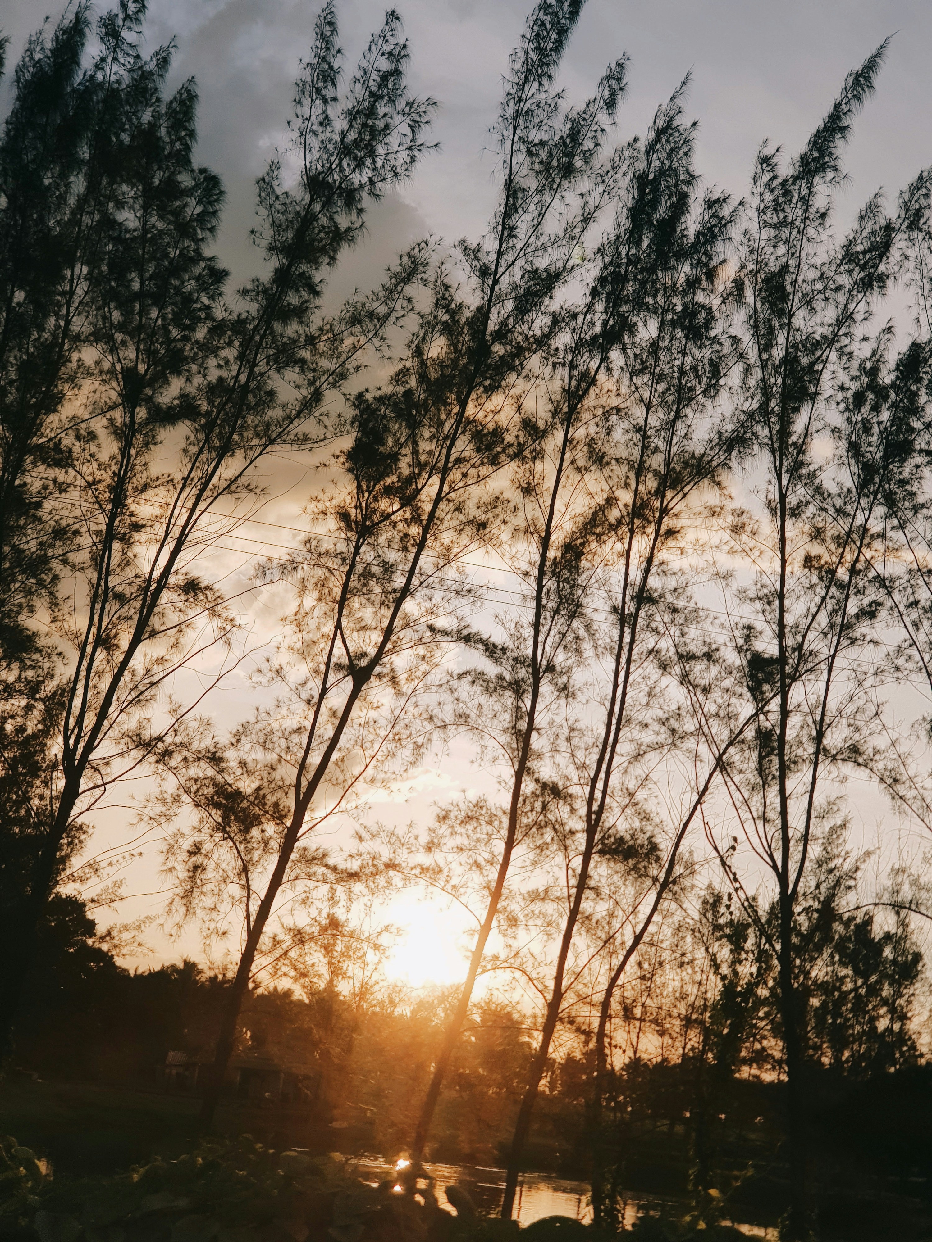 Arbres bruns sous le ciel bleu pendant la journée photo – Photo Lumière ...