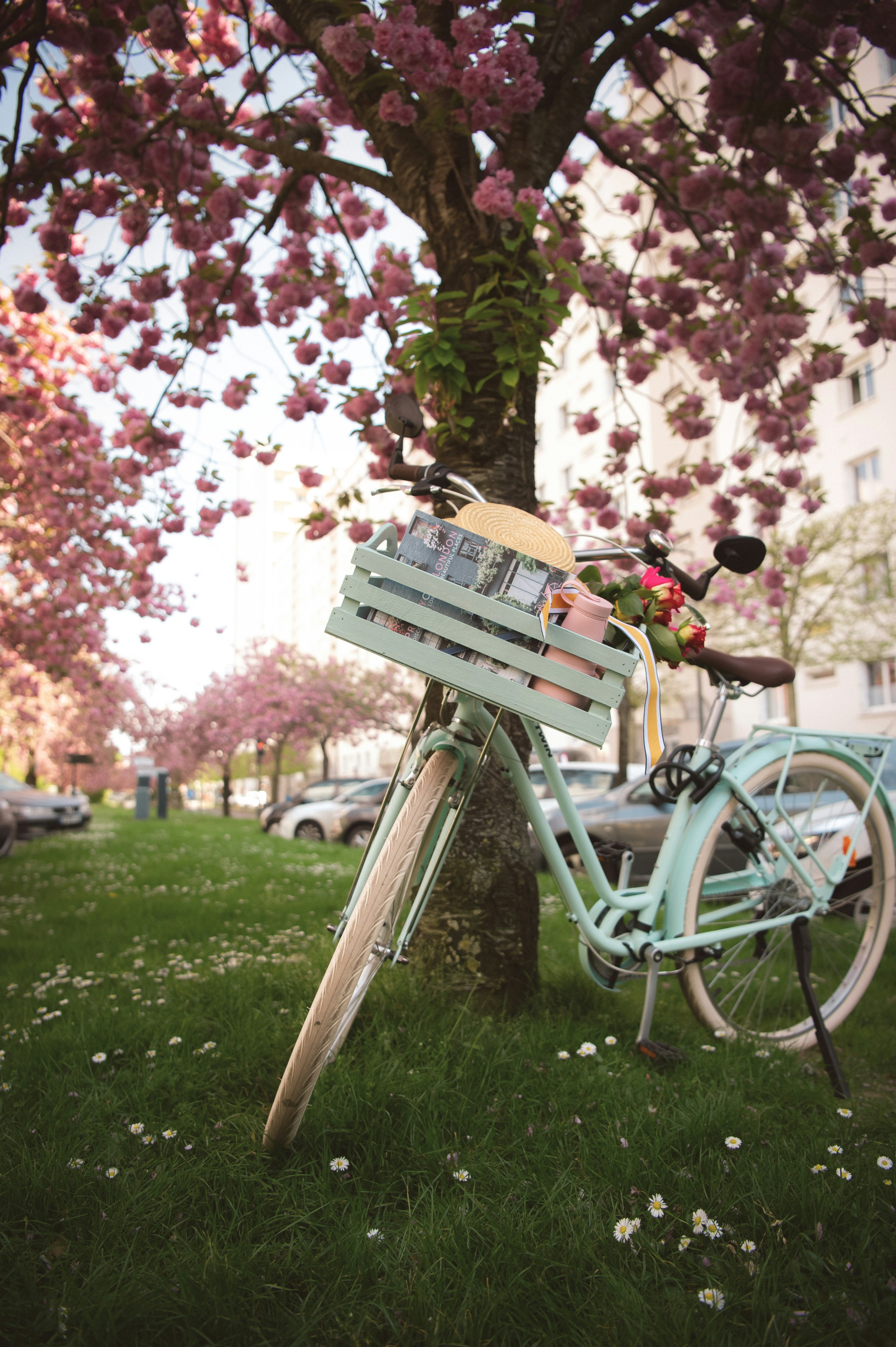Pastel Bicycle under Blooming Cherry Tree