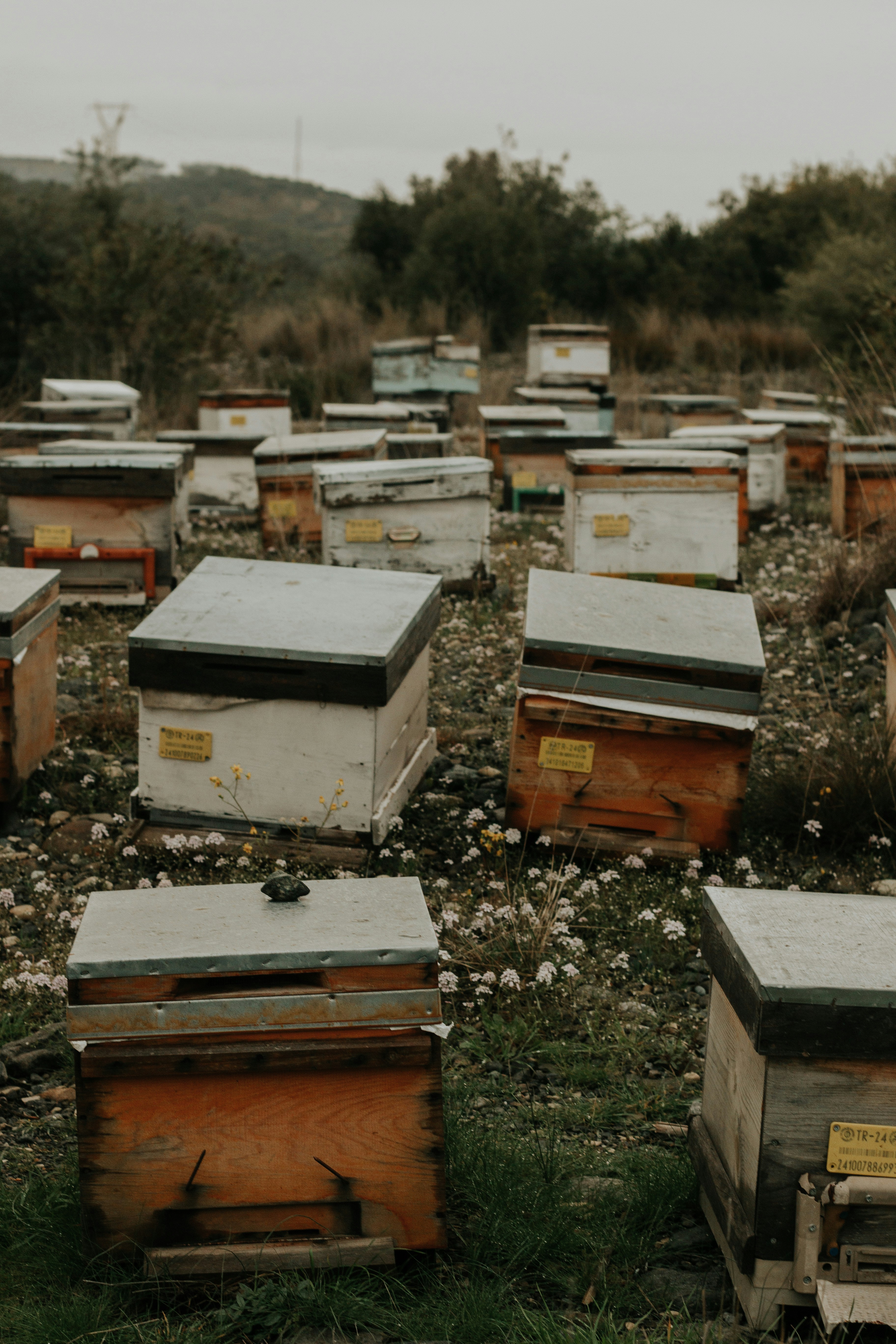 Apiary Pictures | Download Free Images on Unsplash