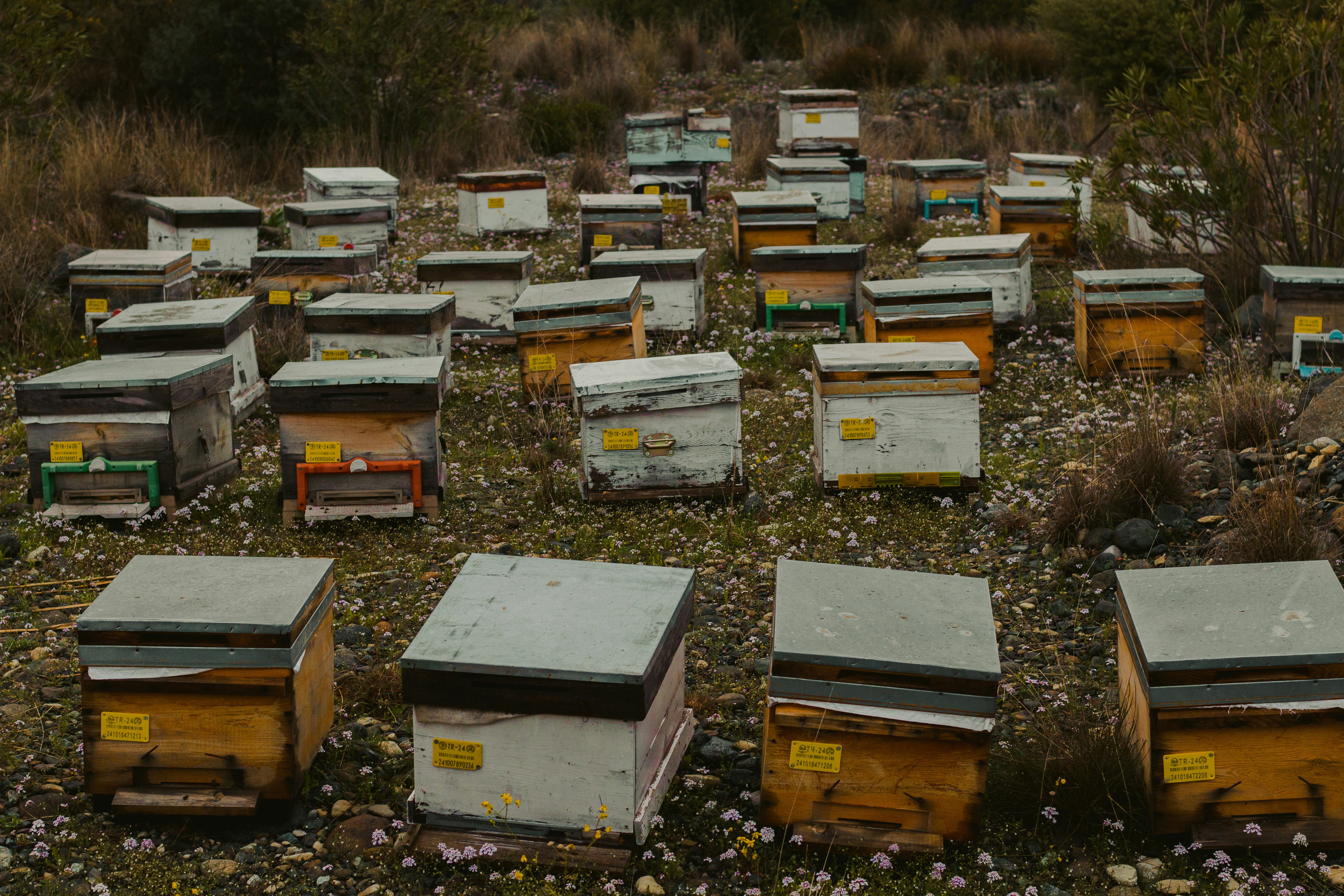 Apiary Pictures | Download Free Images on Unsplash