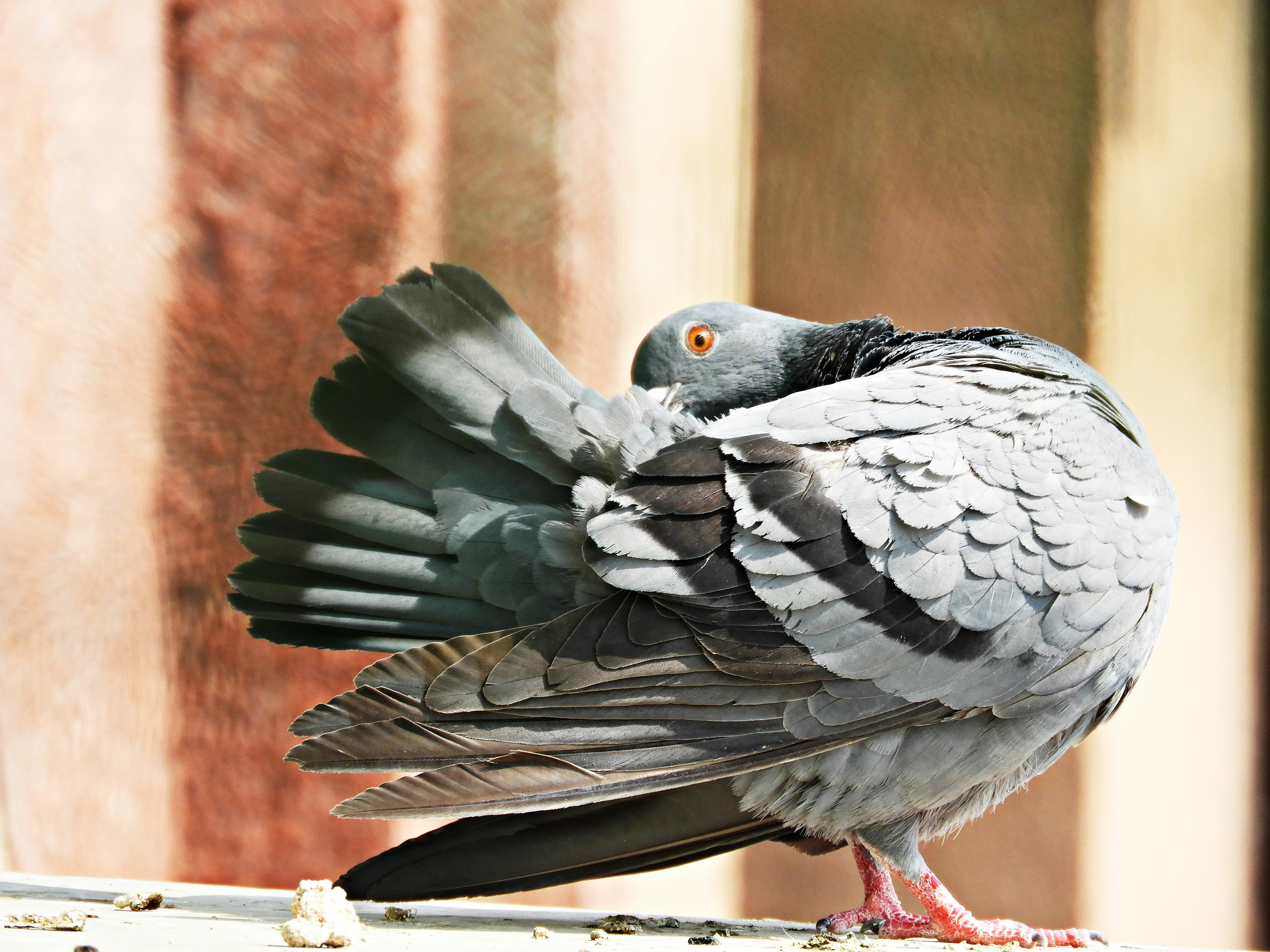 A pigeon preening its feathers, showcasing intricate details of its plumage and vibrant eye. The background features soft, blurred colors that enhance the focus on the bird.