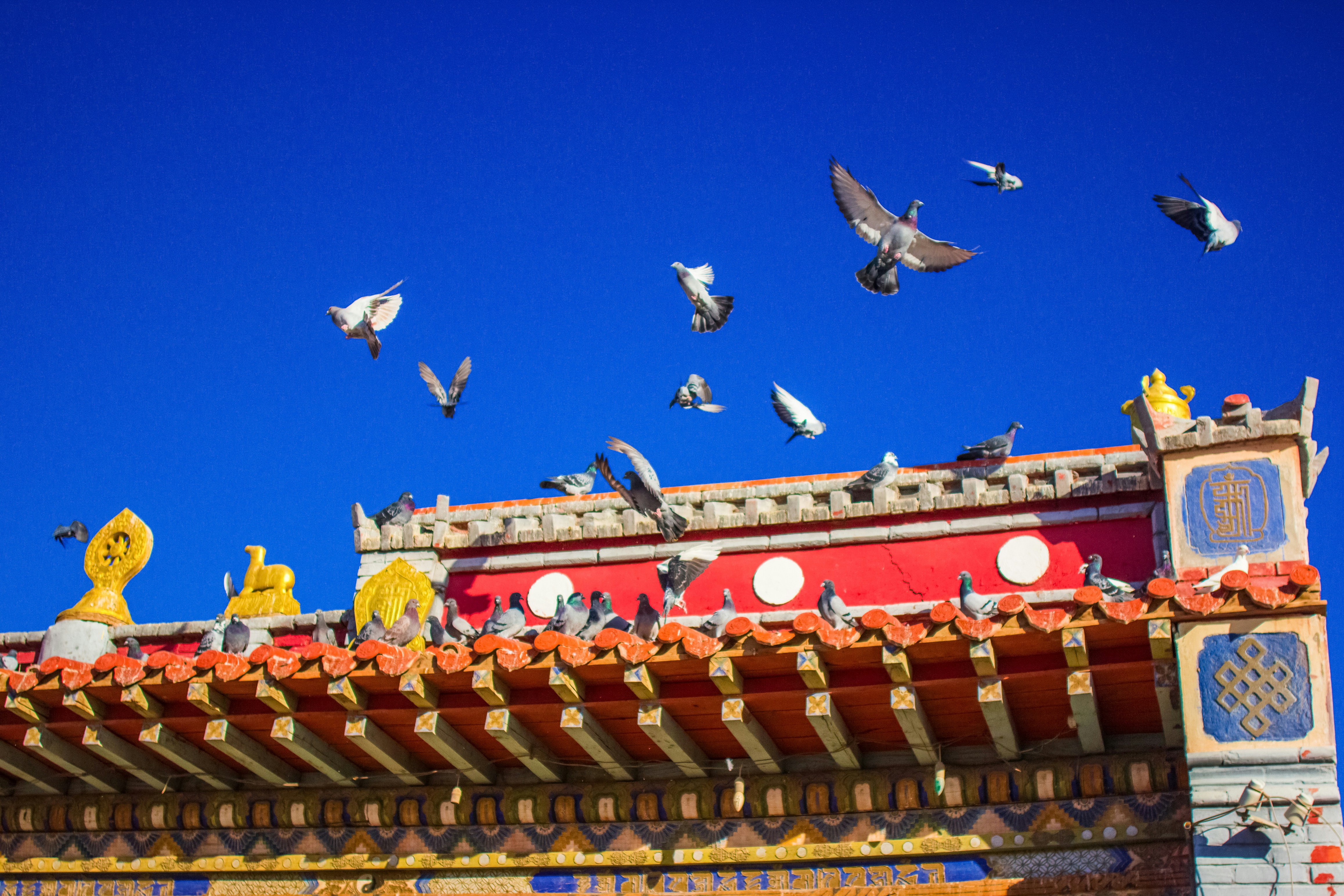 Red and yellow temple under blue sky during daytime photo – Free ...