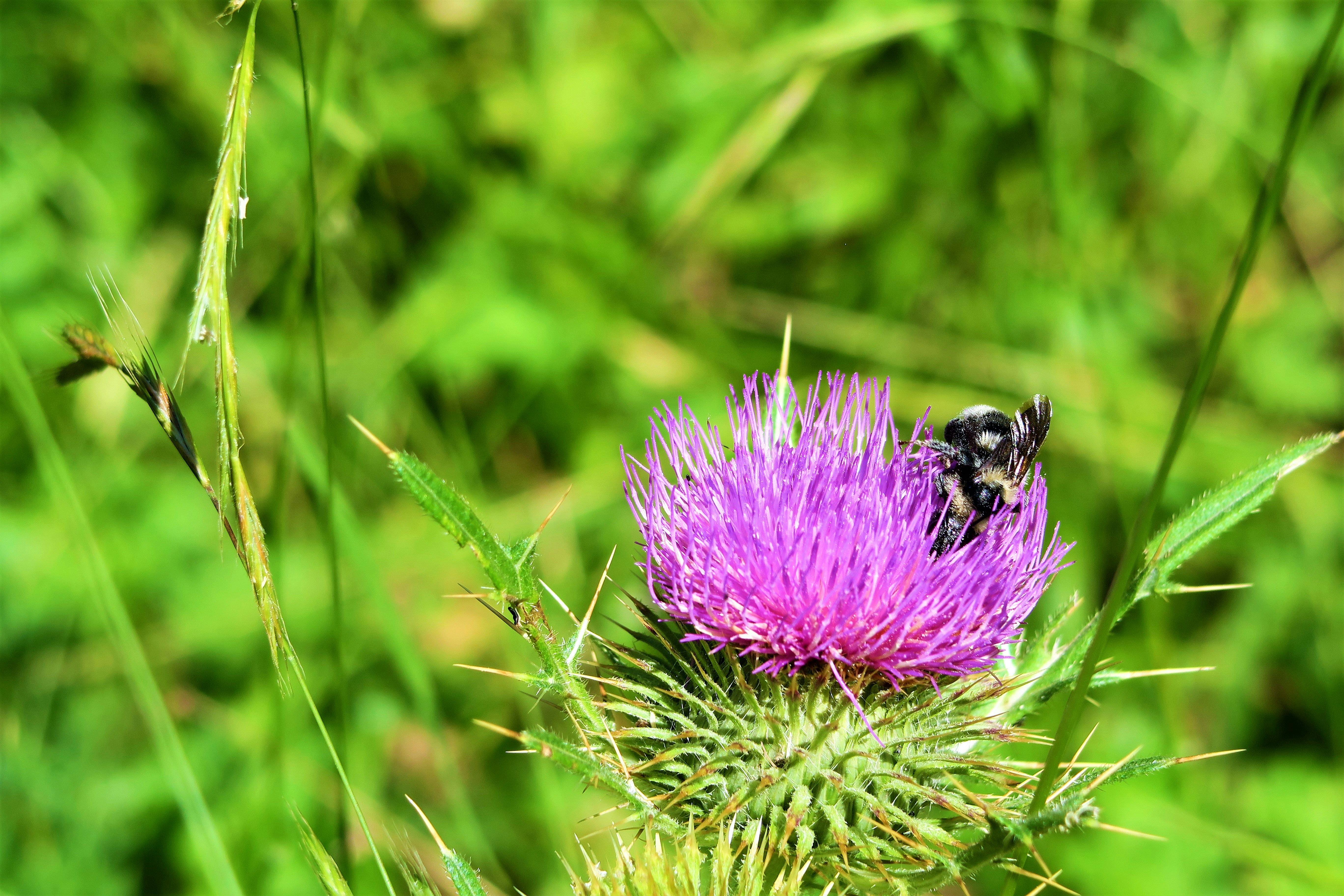 A bee meticulously gathers nectar from a vibrant thistle flower surrounded by lush greenery.