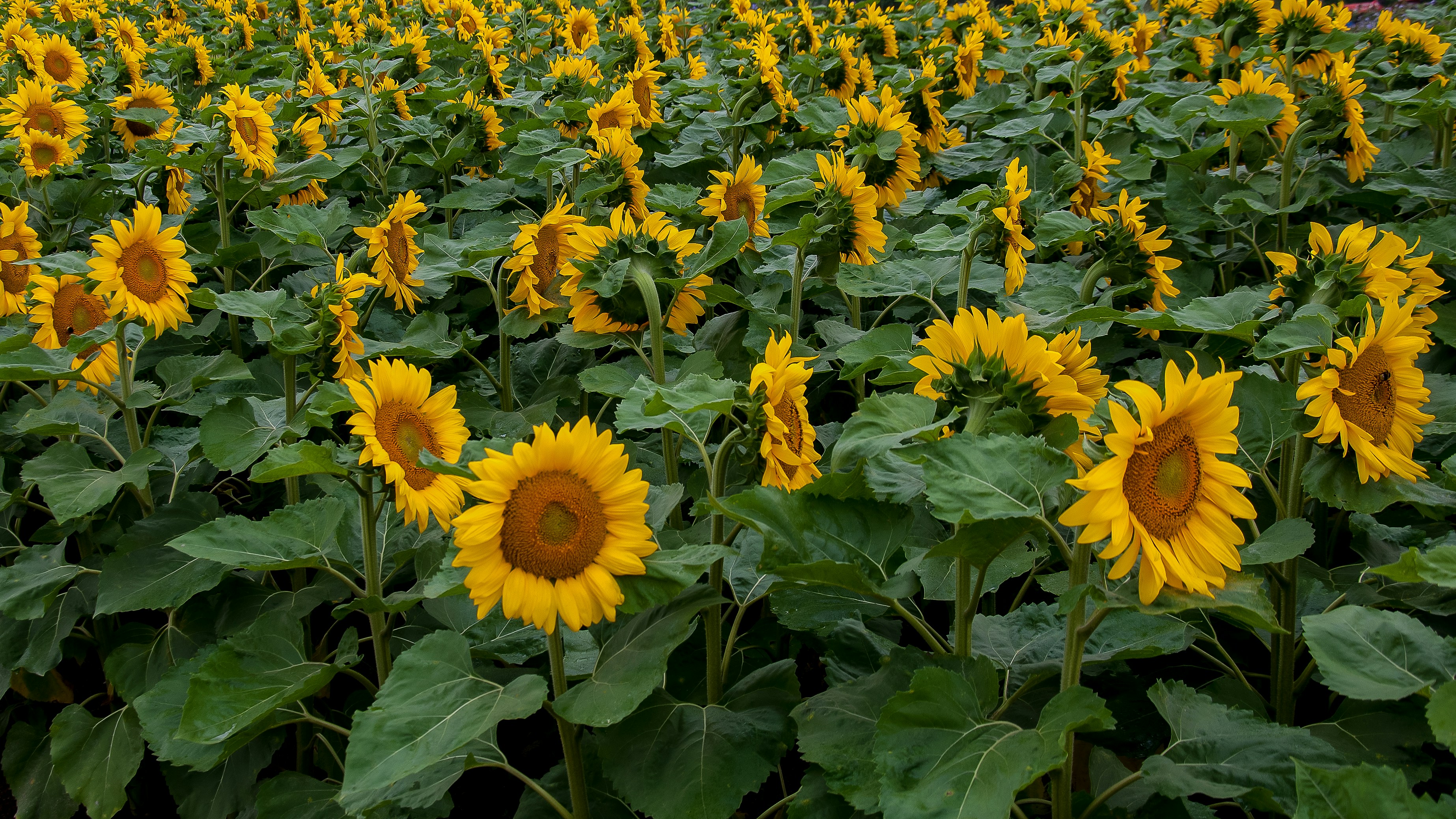 Vibrant field of sunflowers swaying gently in the breeze, showcasing their bright yellow petals and green foliage.
